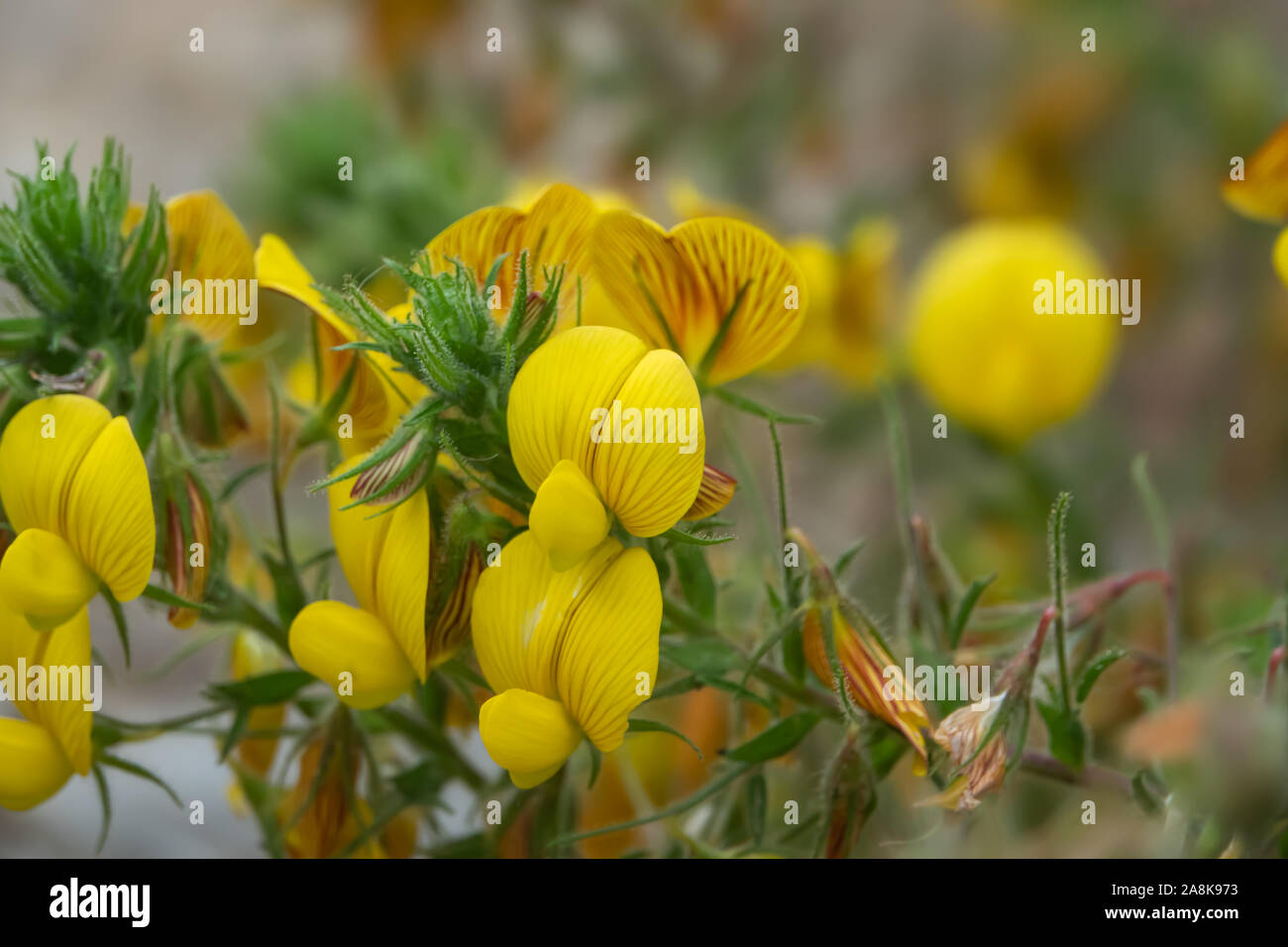 Yellow Rest Harrow Flowers in Bloom in Springtime Stock Photo - Alamy