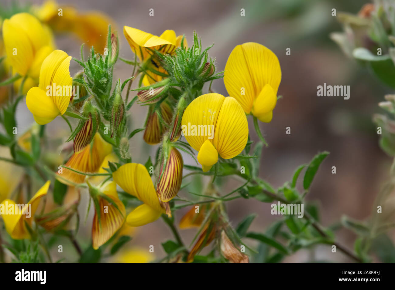 Rest harrow hi-res stock photography and images - Alamy