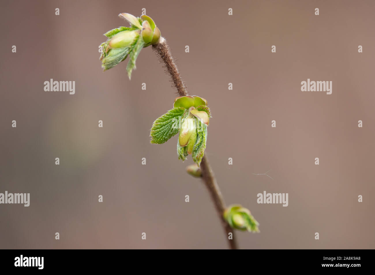 Young Hazelnut Leaves Sprouting in Springtime Stock Photo - Alamy