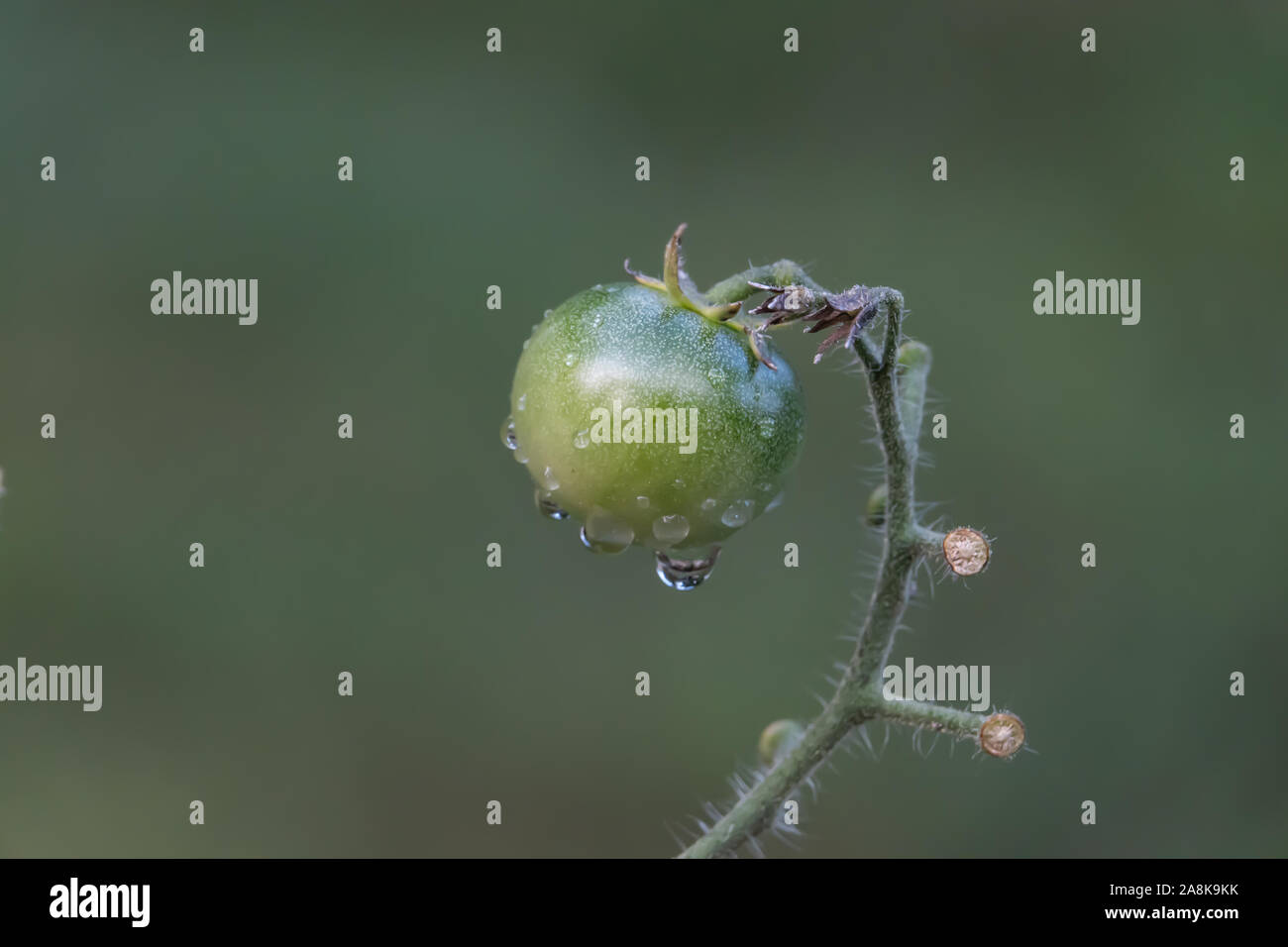 Spotted tomato leaf hi-res stock photography and images - Alamy