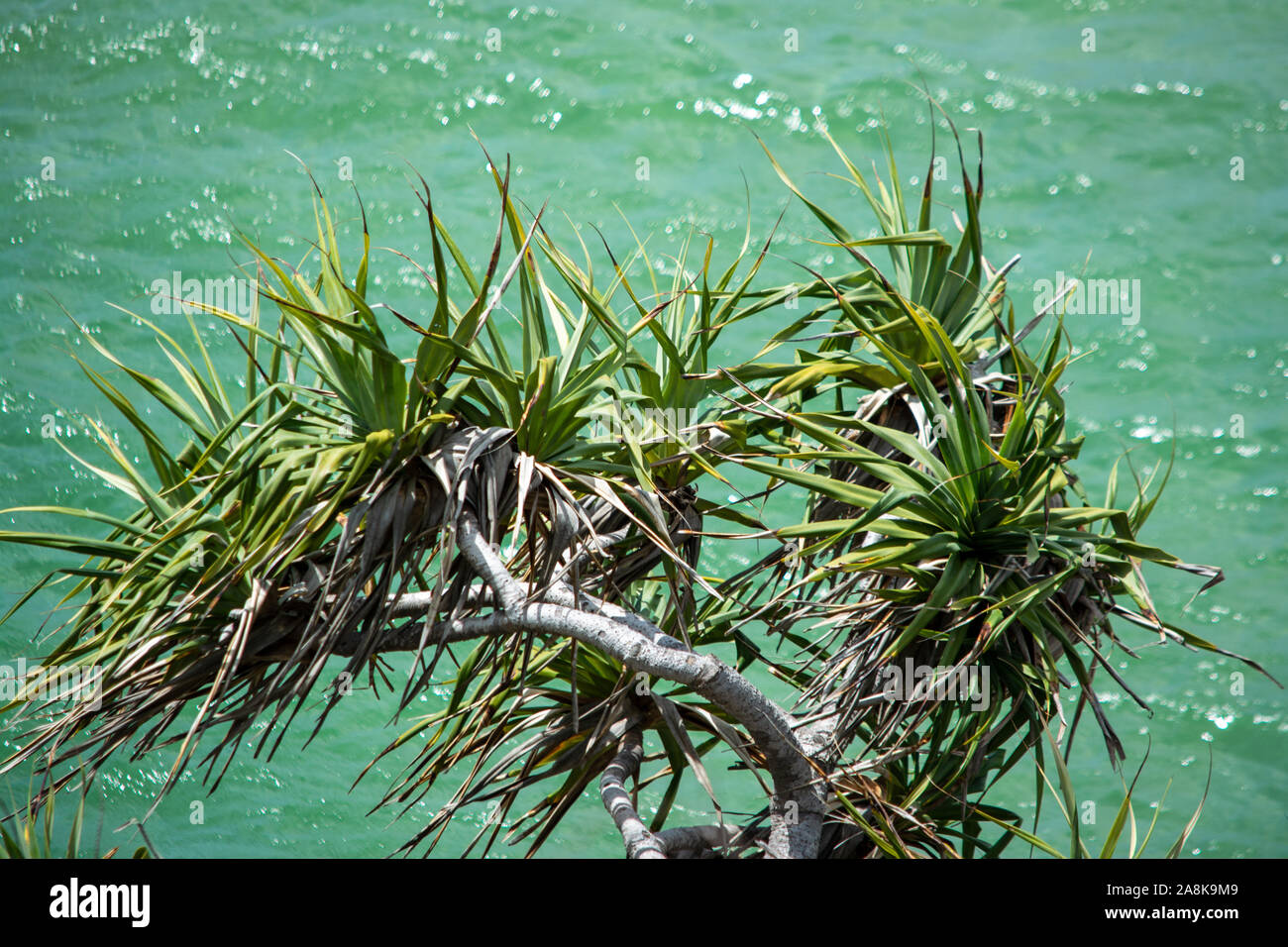Tree, Windy day by the seaside, Green Pandanus Palm leaves by the ...