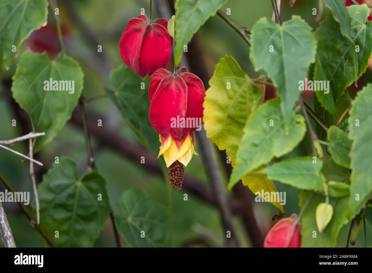 Trailing Abutilon Flower in Bloom in Winter Stock Photo - Alamy