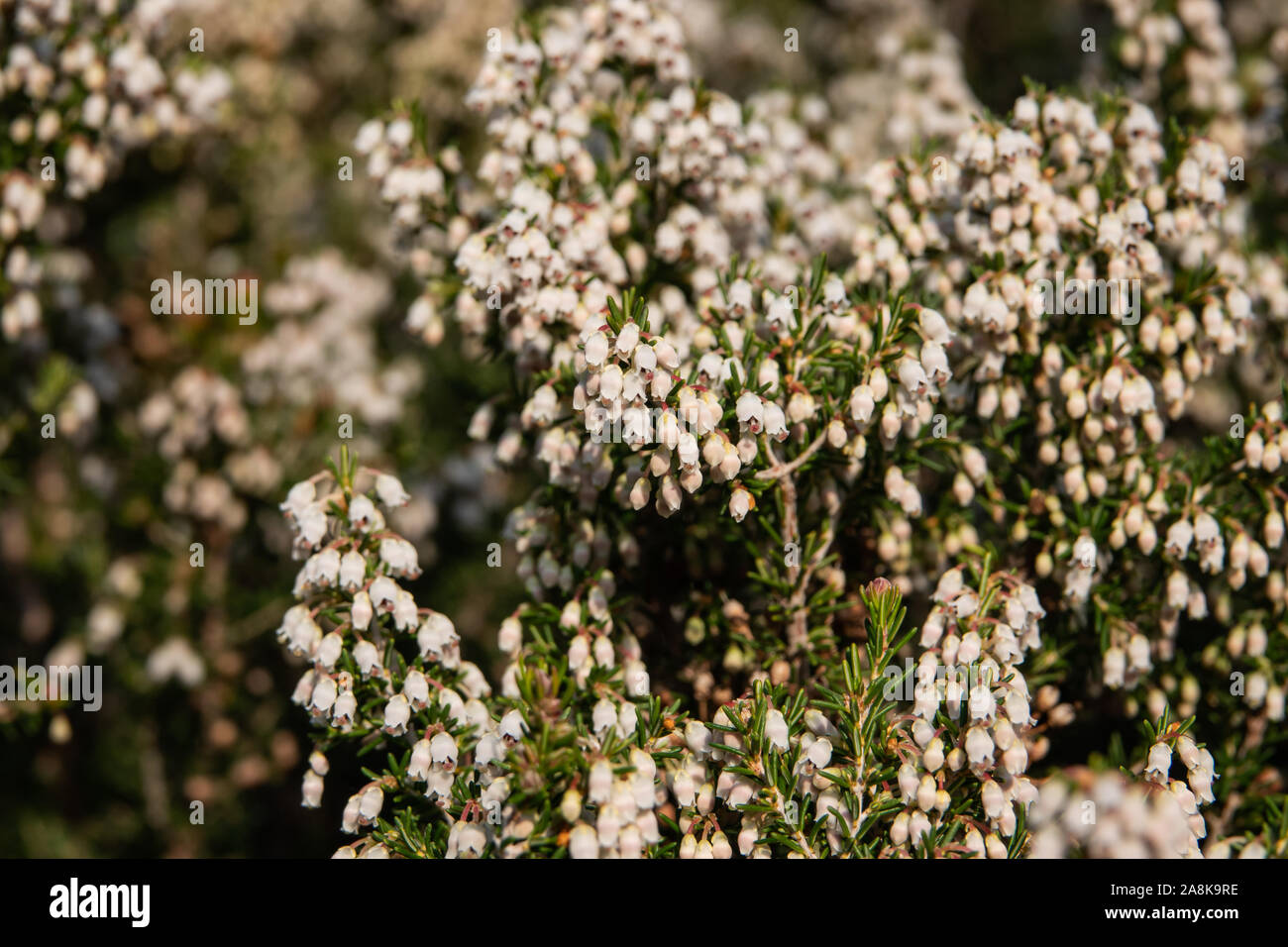 Giant heather tree hi-res stock photography and images - Alamy