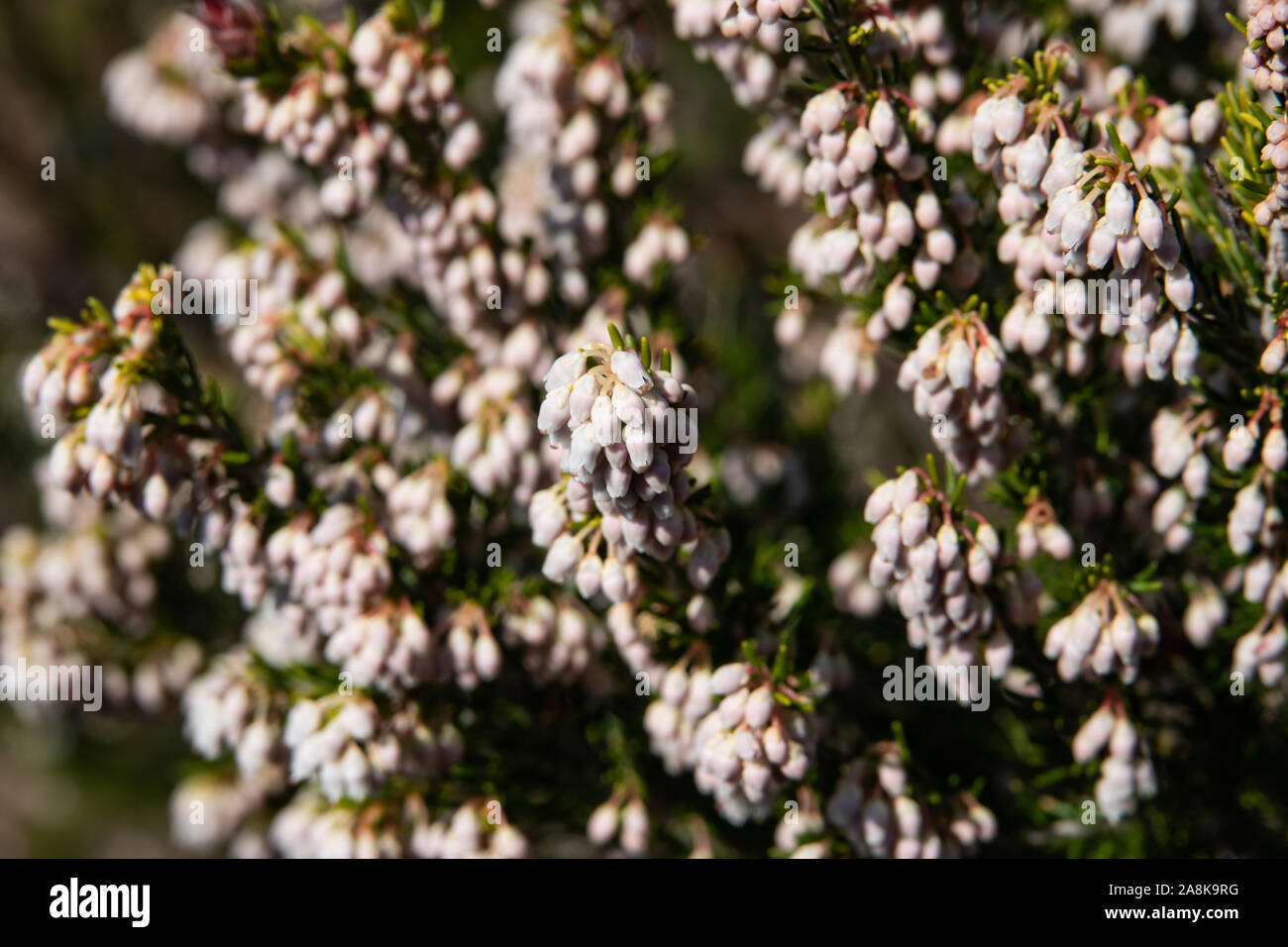 Giant heather tree hi-res stock photography and images - Alamy