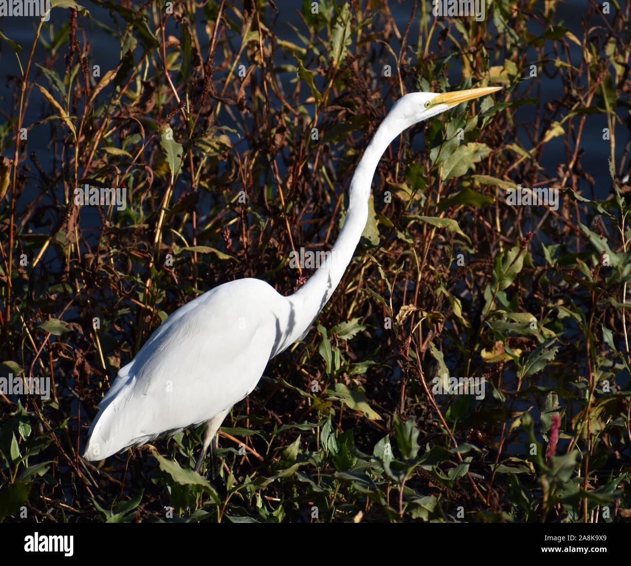 Struve slough hi-res stock photography and images - Alamy