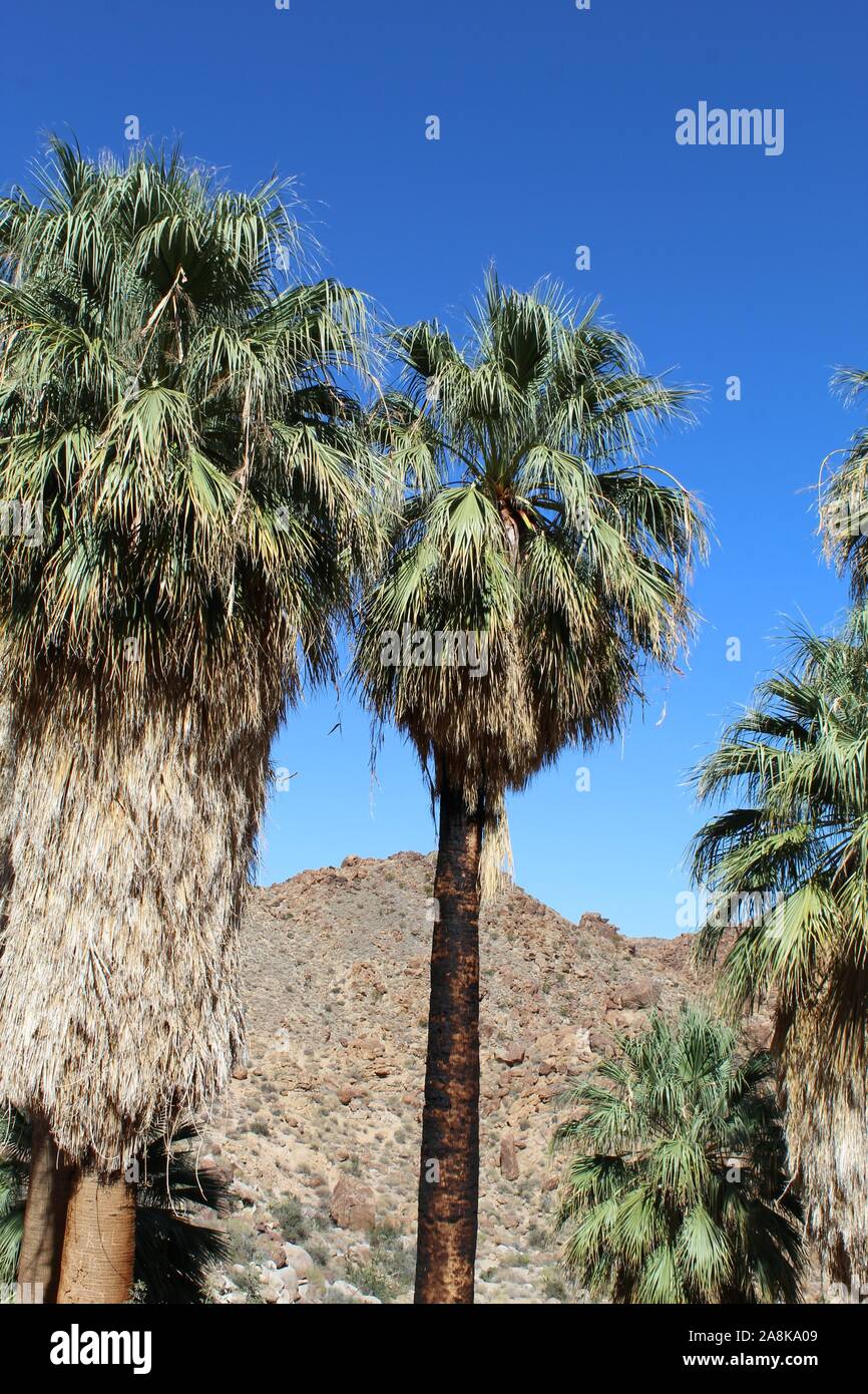 Southern Mojave Desert native plant in 49 Palms Oasis of Joshua Tree ...