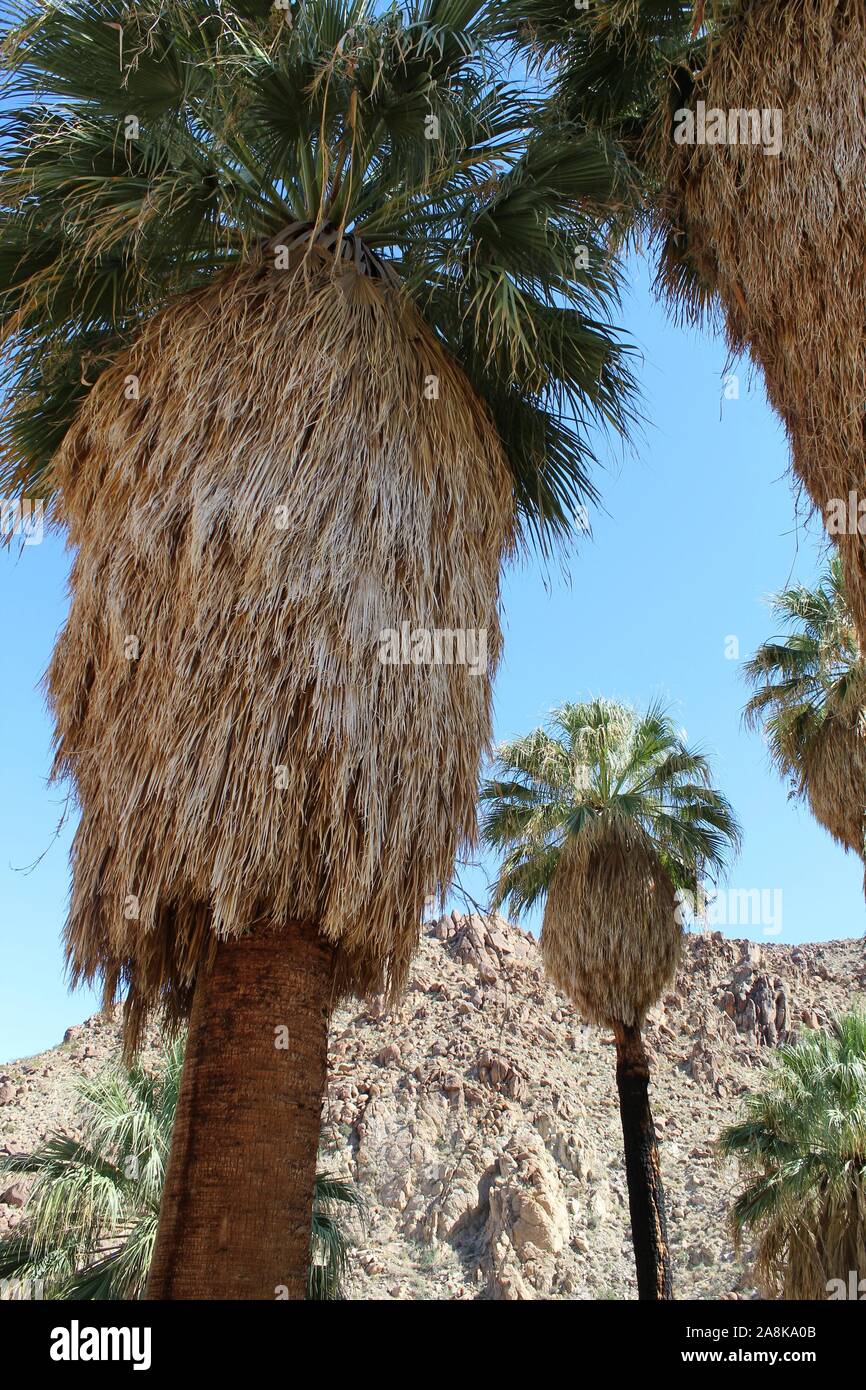Southern Mojave Desert native plant in 49 Palms Oasis of Joshua Tree ...