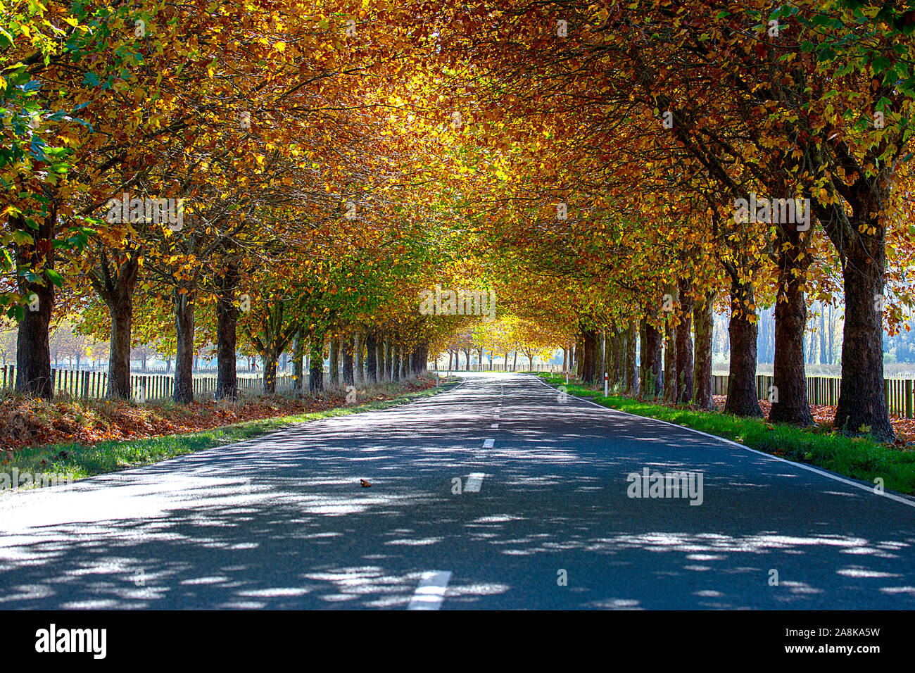 Driving the highway through an avenue of oak trees with stunning ...