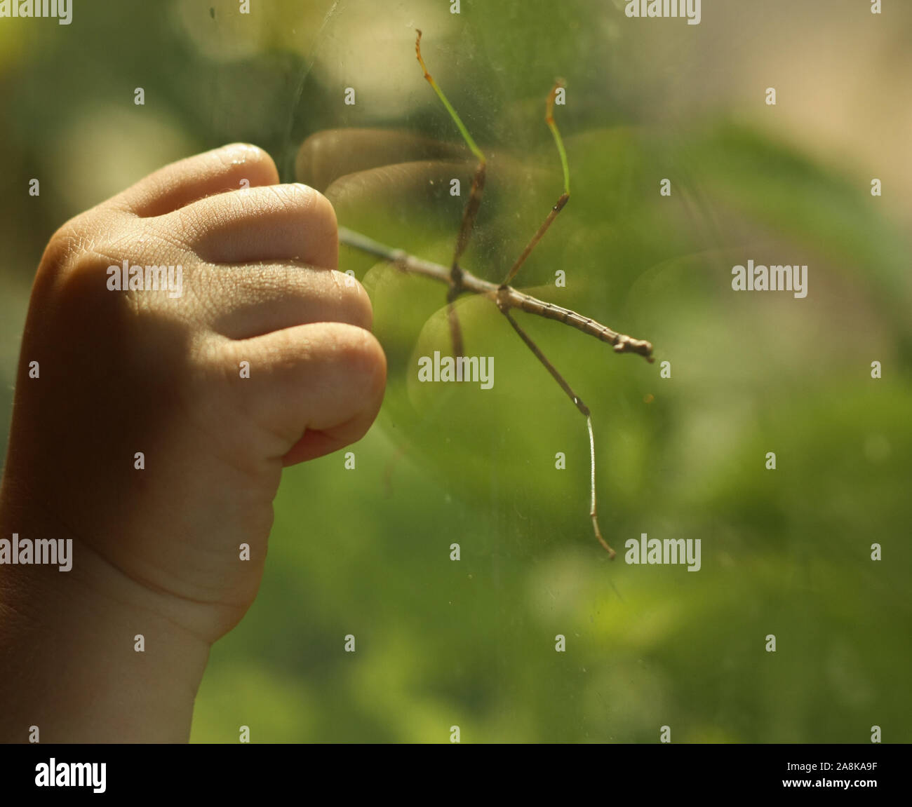 Strange bug hi-res stock photography and images - Alamy