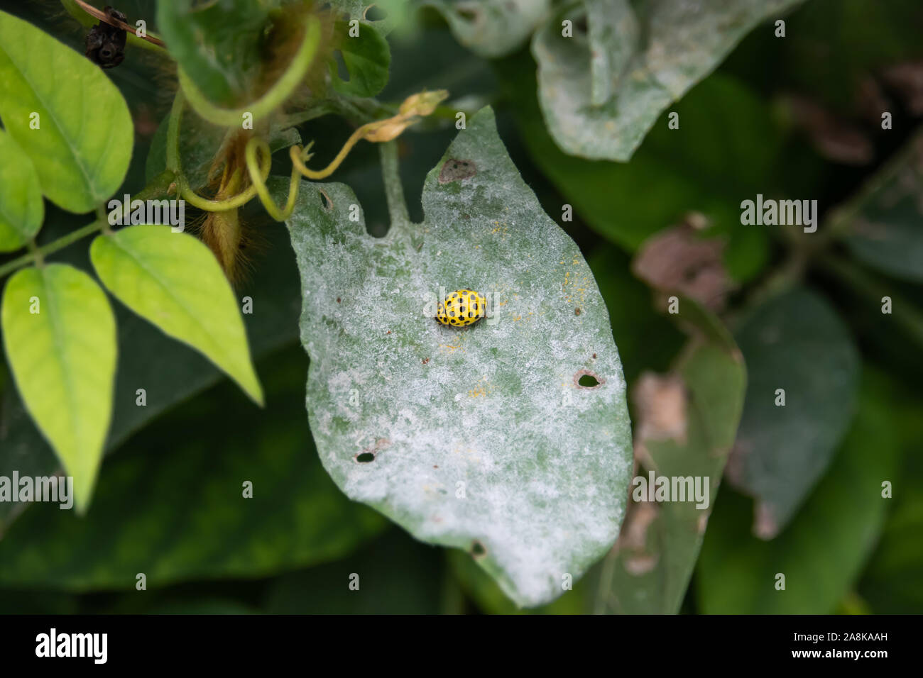 Two spotted lady beetle hi-res stock photography and images - Alamy