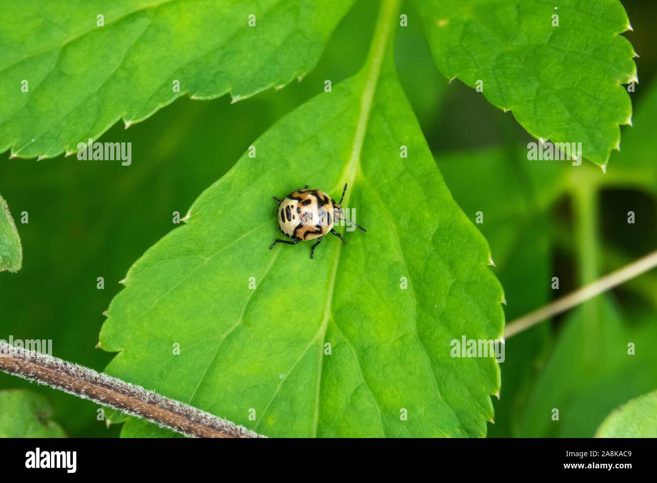 Spotted stink bug hi-res stock photography and images - Alamy