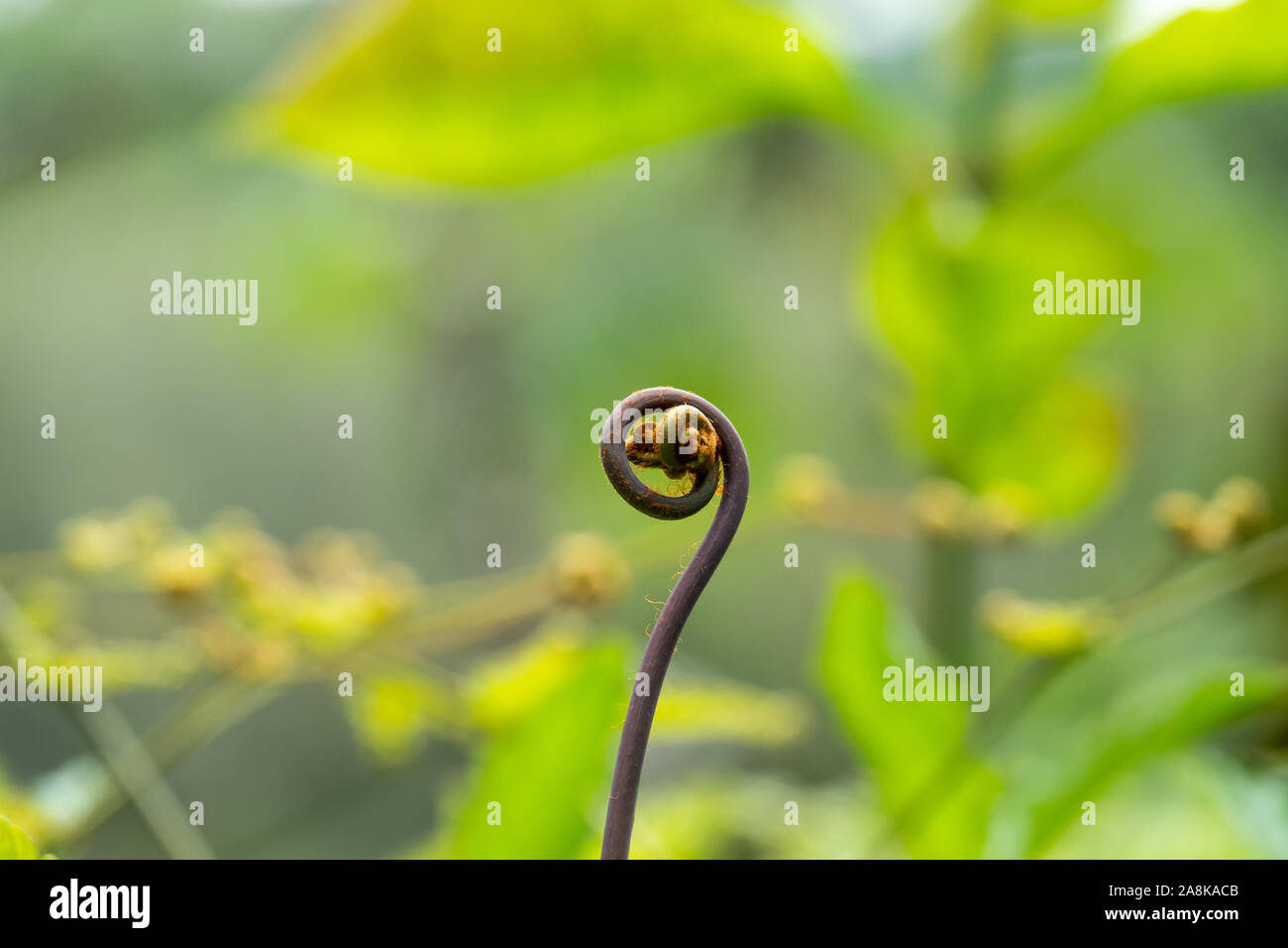 Uluhe Fern Fiddlehead in Summer Stock Photo - Alamy