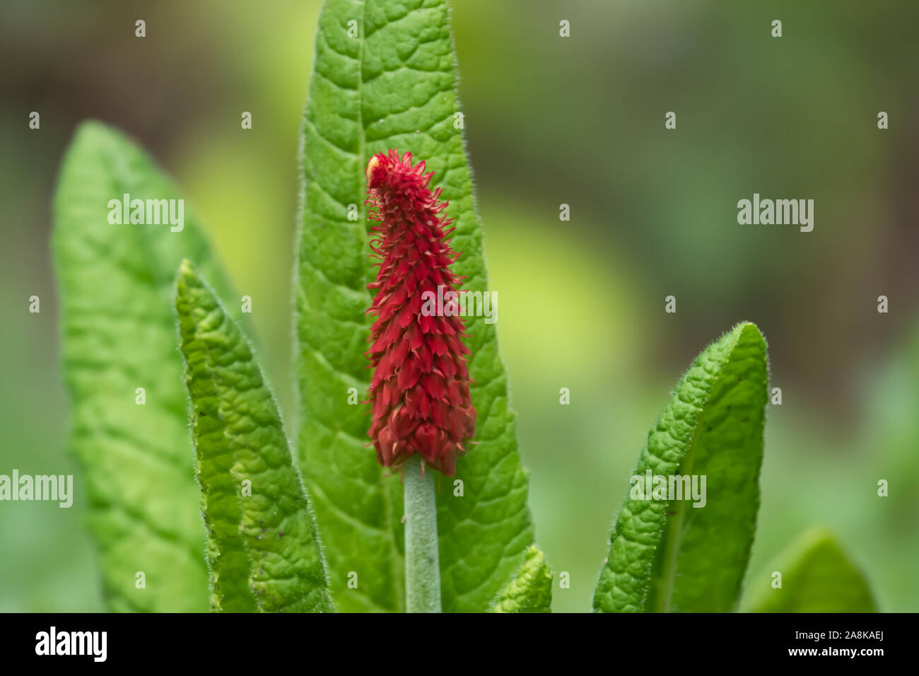 Vial primrose hi-res stock photography and images - Alamy