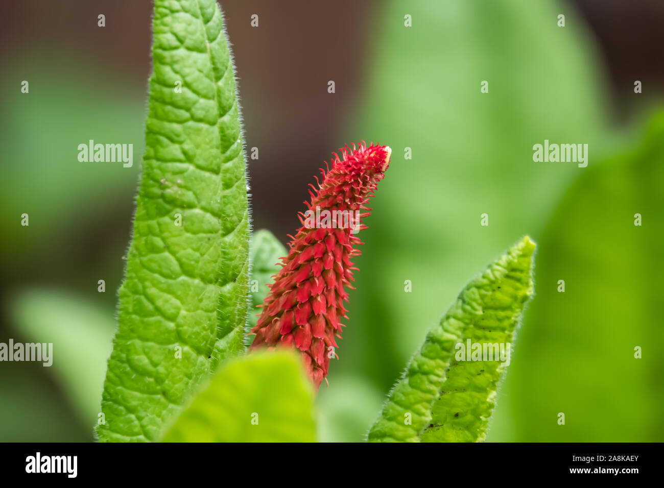 Vials primrose hi-res stock photography and images - Alamy
