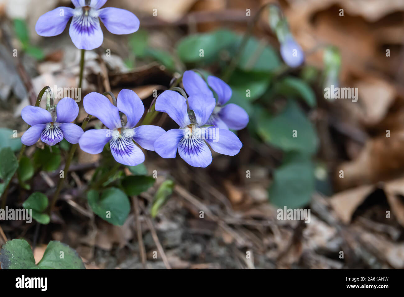 Violet wild flowers hi-res stock photography and images - Alamy
