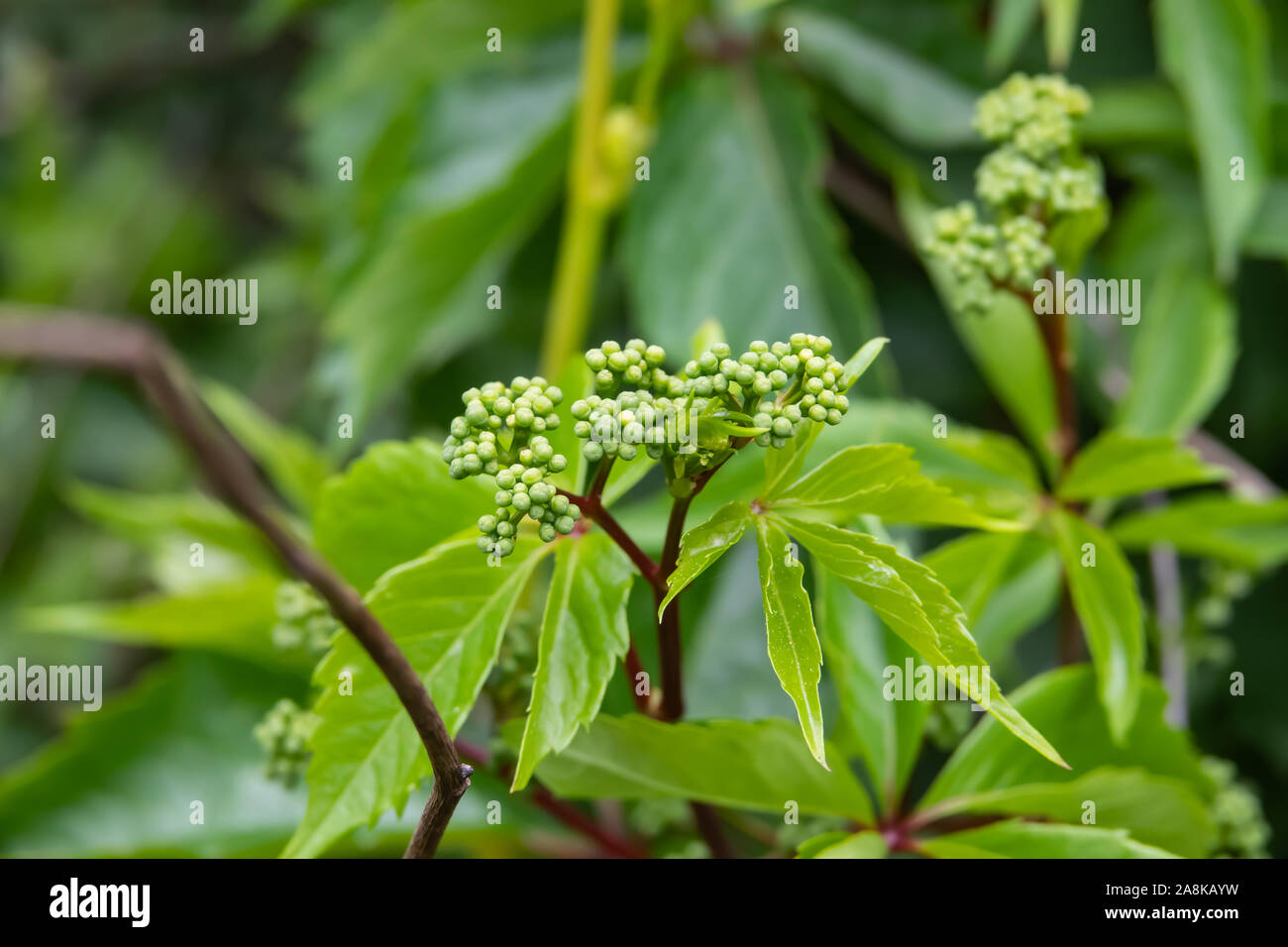 Virginia creeper flower hi-res stock photography and images - Alamy