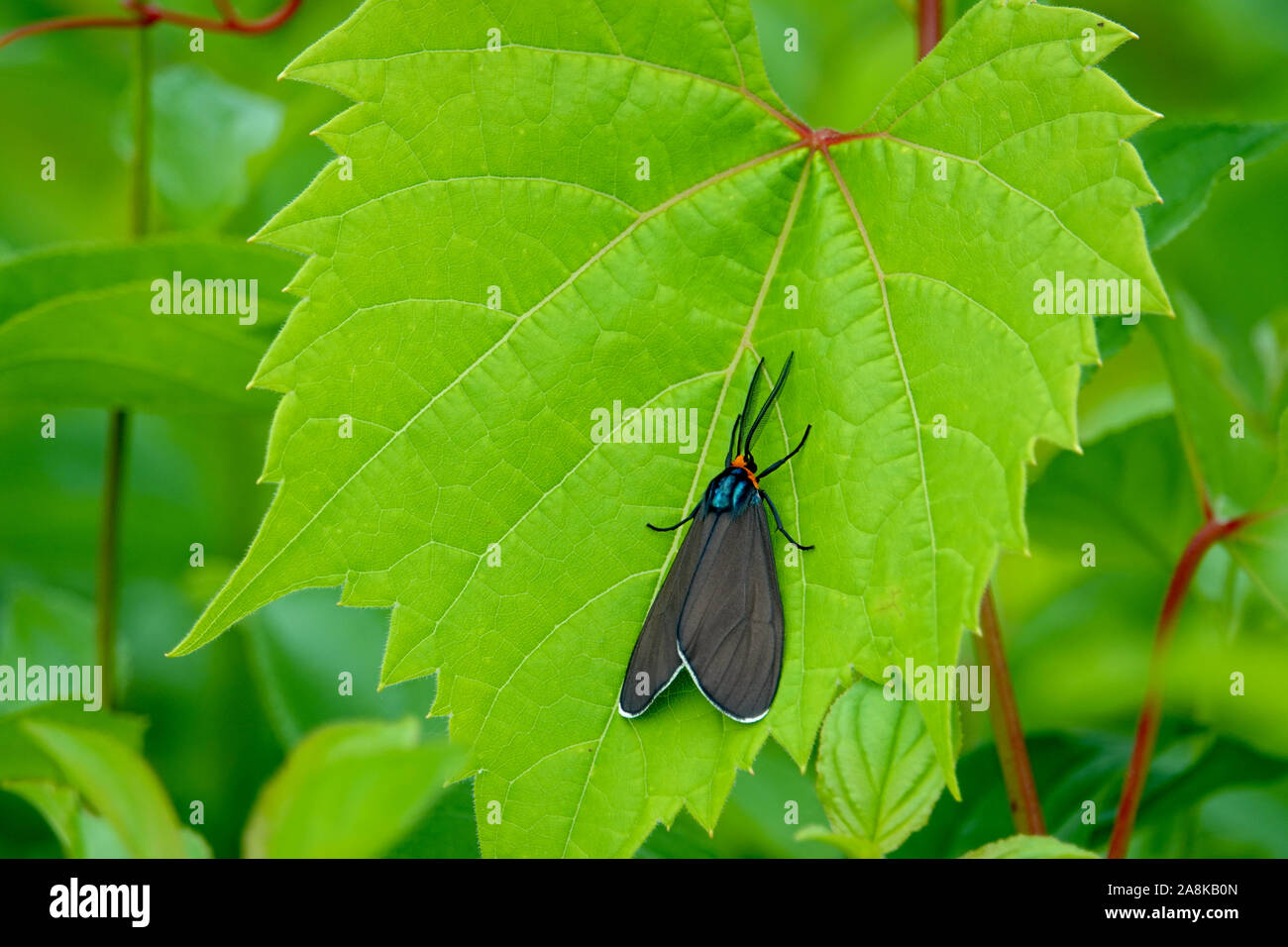 Grape moth hi-res stock photography and images - Alamy