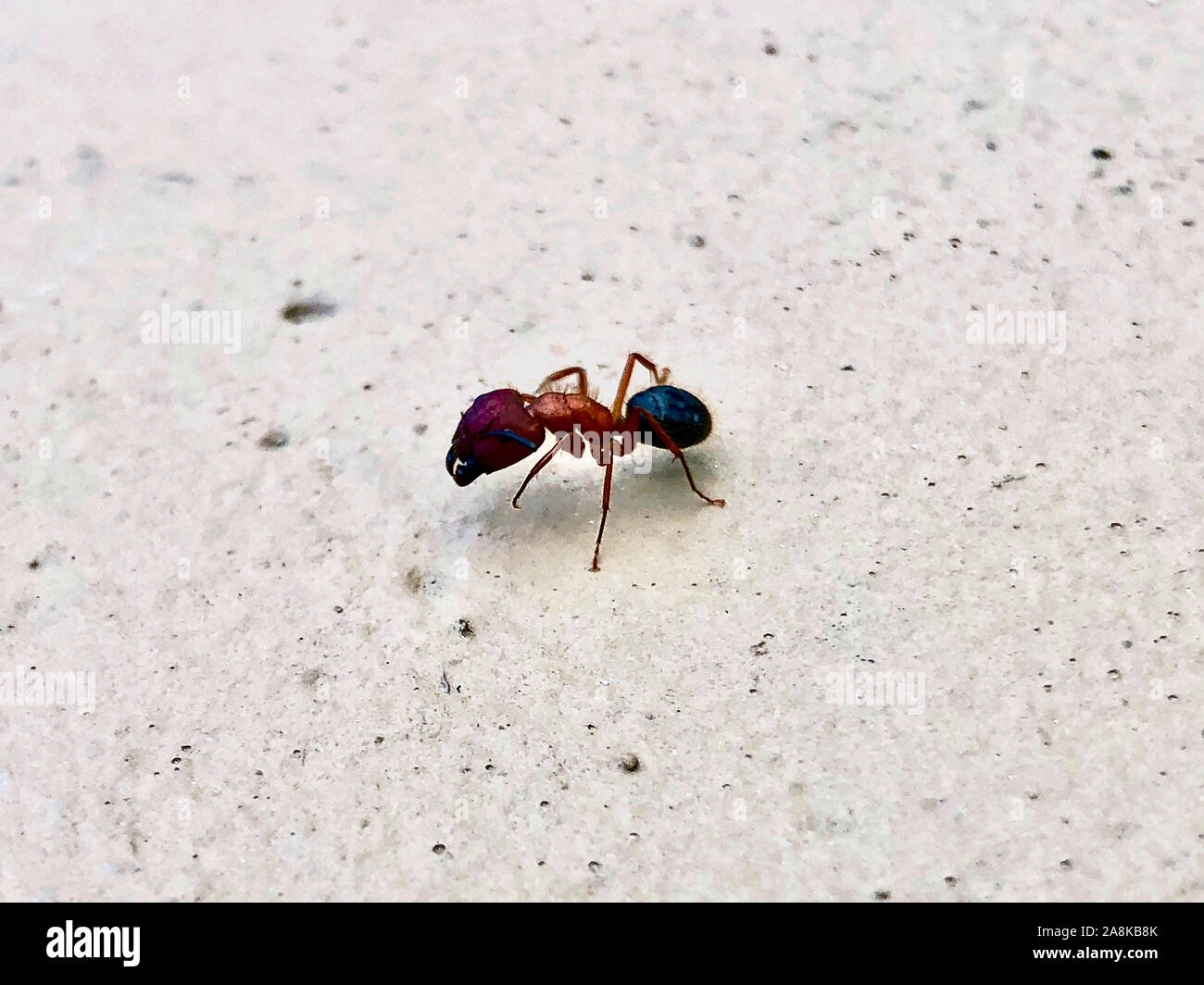 large Florida carpenter ant - Camponotus floridanus Stock Photo - Alamy
