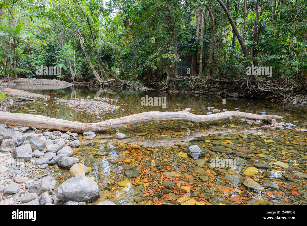 View of scenic Emmagen Creek on the Bloomfield Track, Cape Tribulation ...