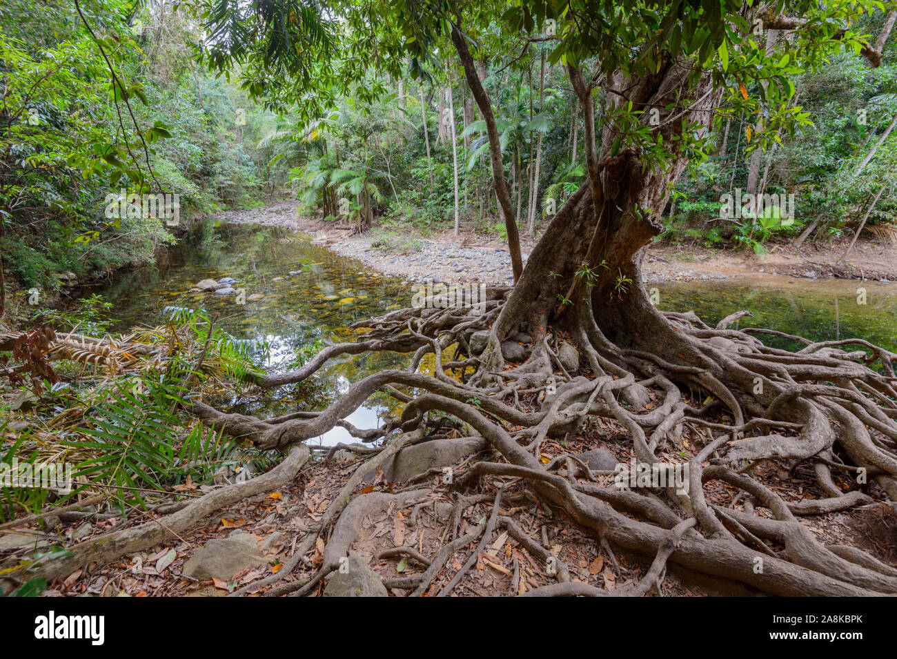 Fig tree with exposed roots at Emmagen Creek on the Bloomfield Track ...