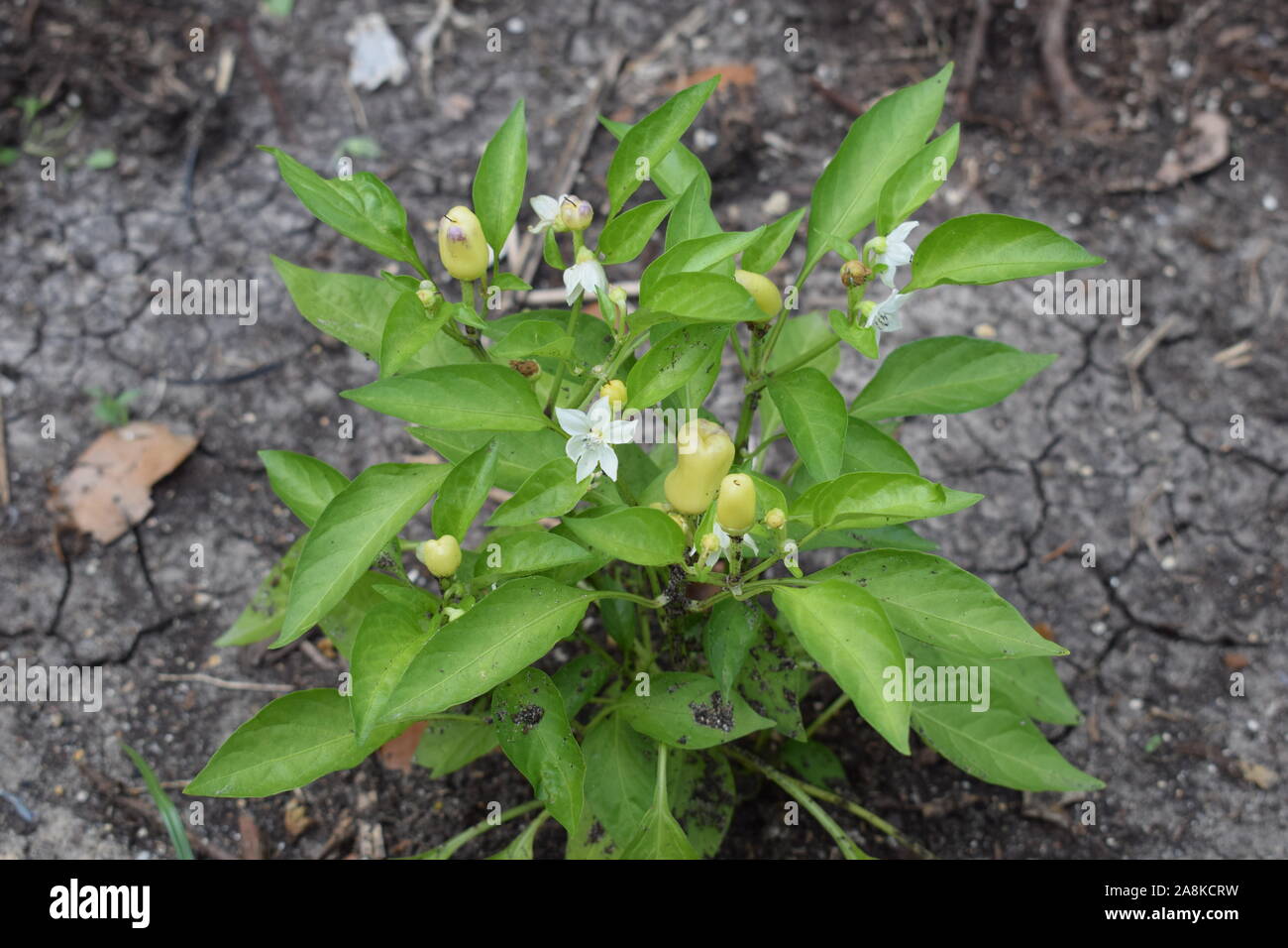 Texas peppers hi-res stock photography and images - Alamy