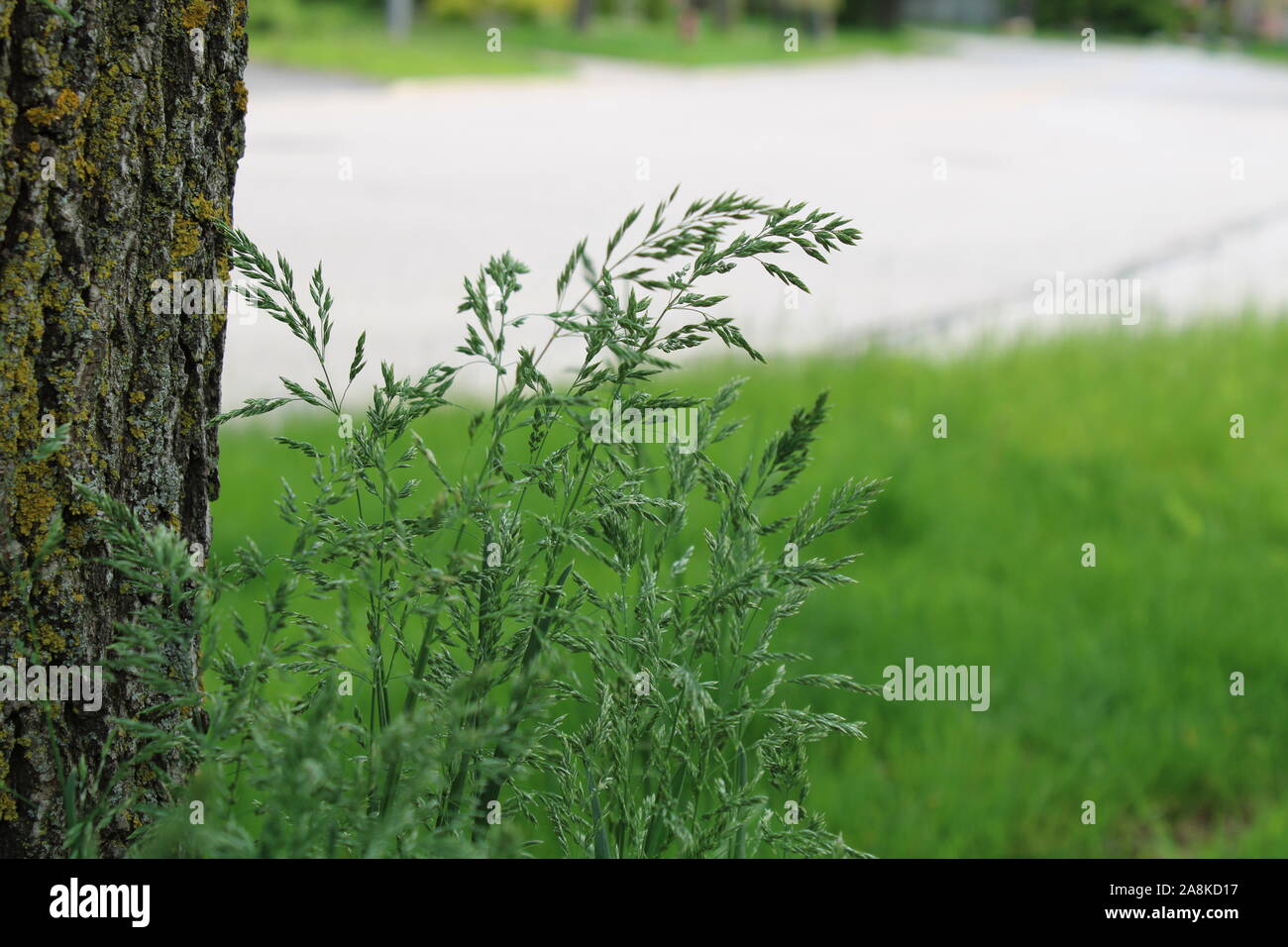 Fern Grass in the Spring - Part 1 Stock Photo - Alamy