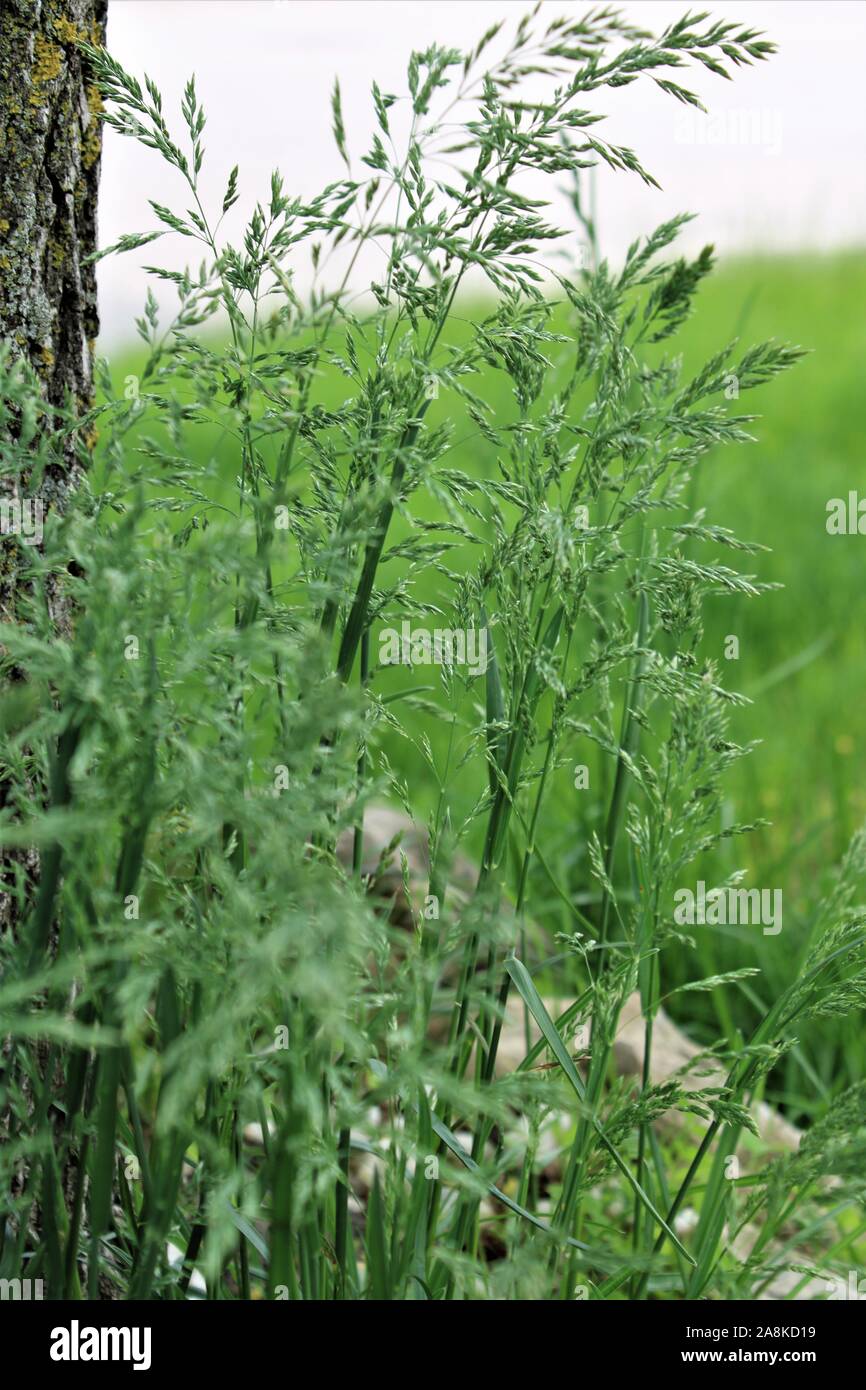 Fern plant in part hi-res stock photography and images - Alamy