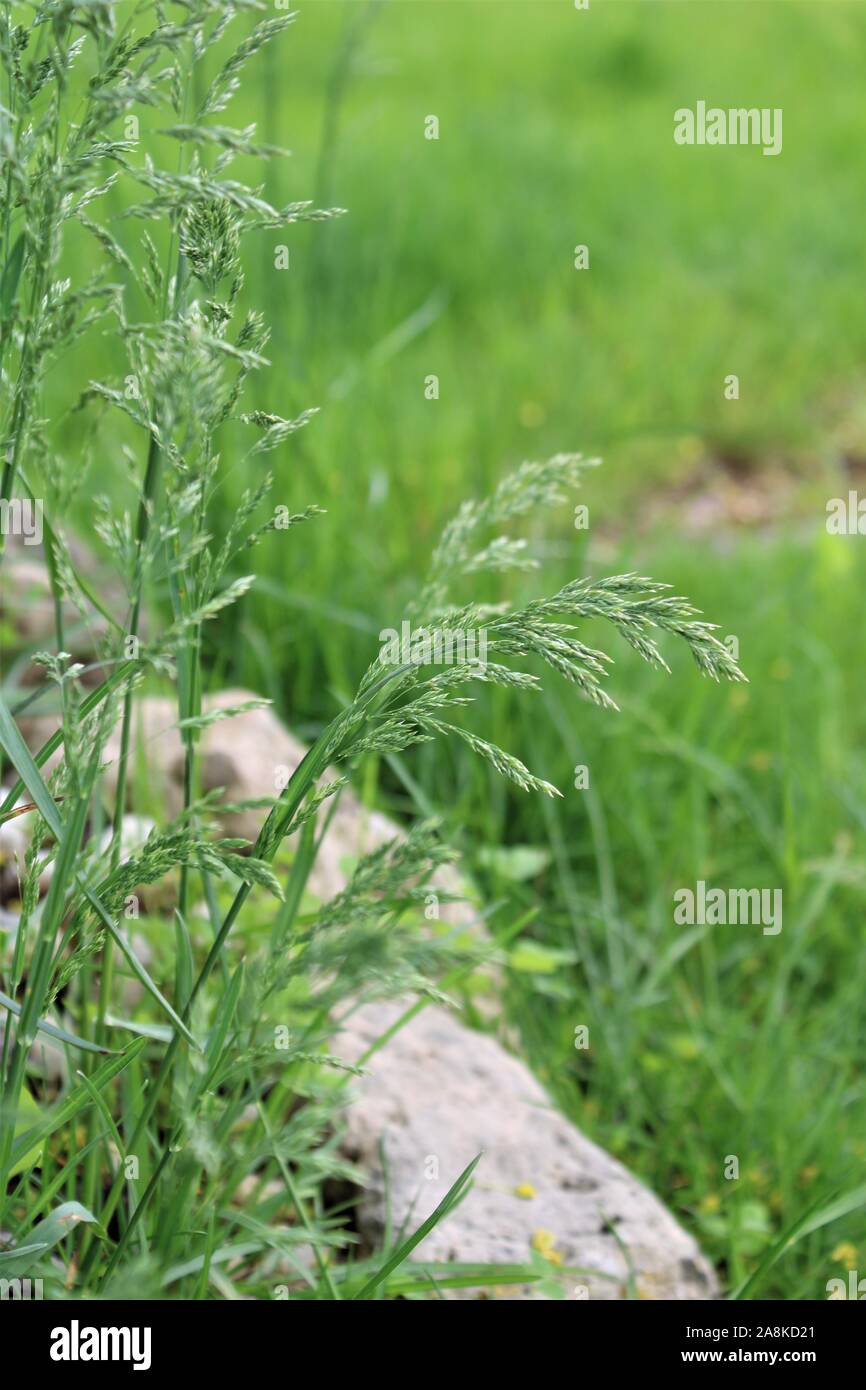 Fern and grass hi-res stock photography and images - Alamy