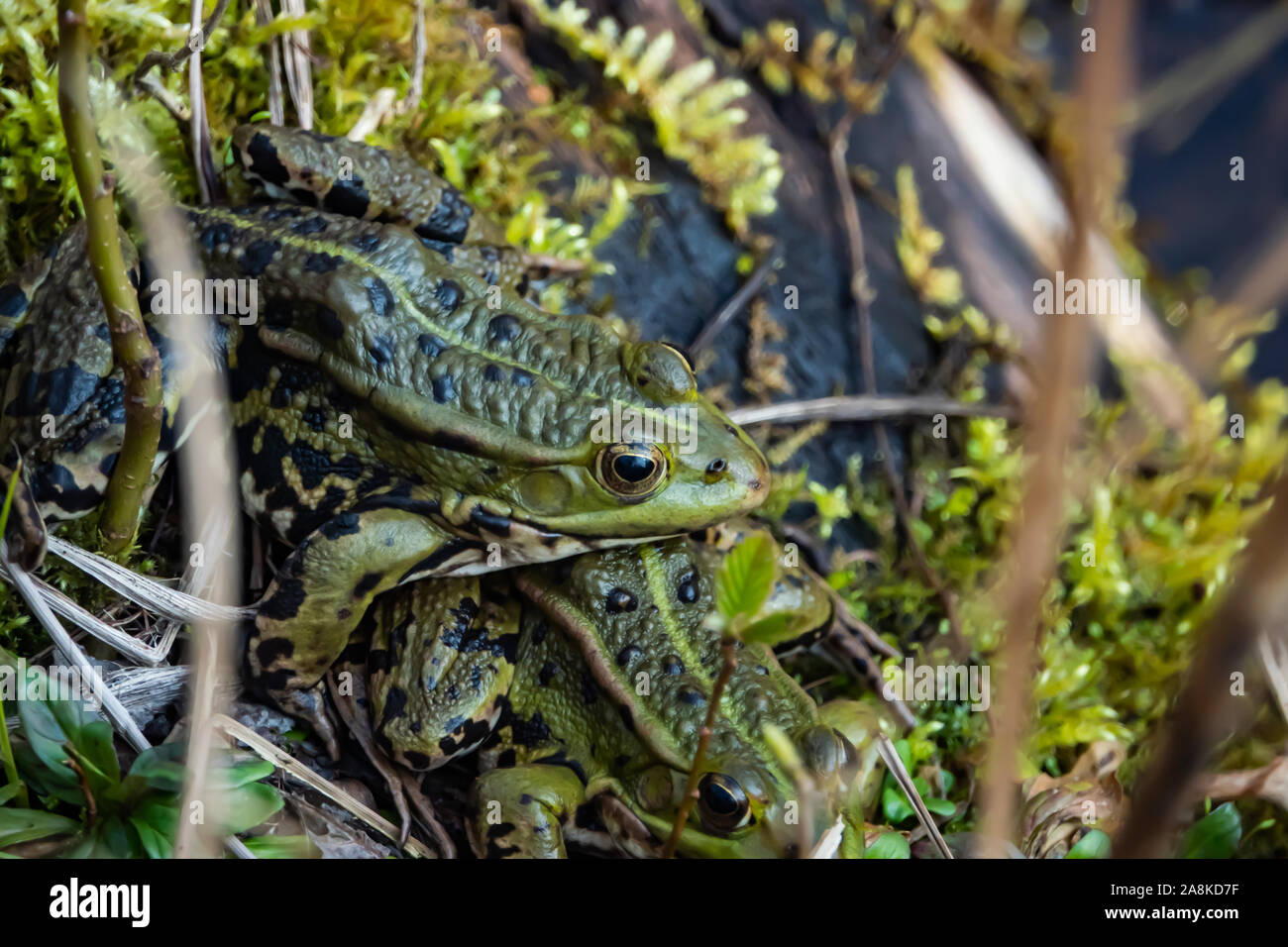 Frog leg france hi-res stock photography and images - Alamy