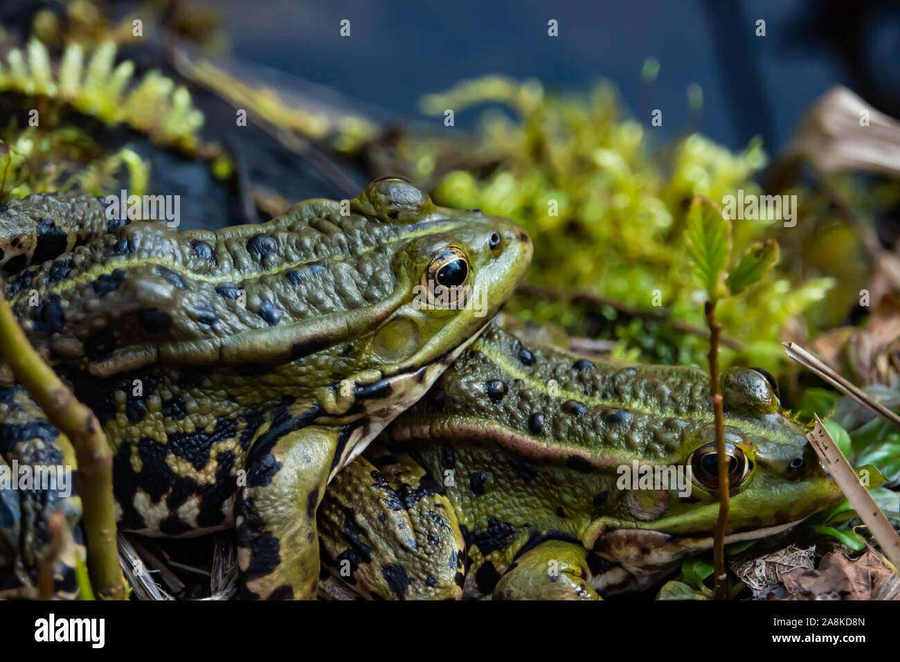 Frog leg france hi-res stock photography and images - Alamy