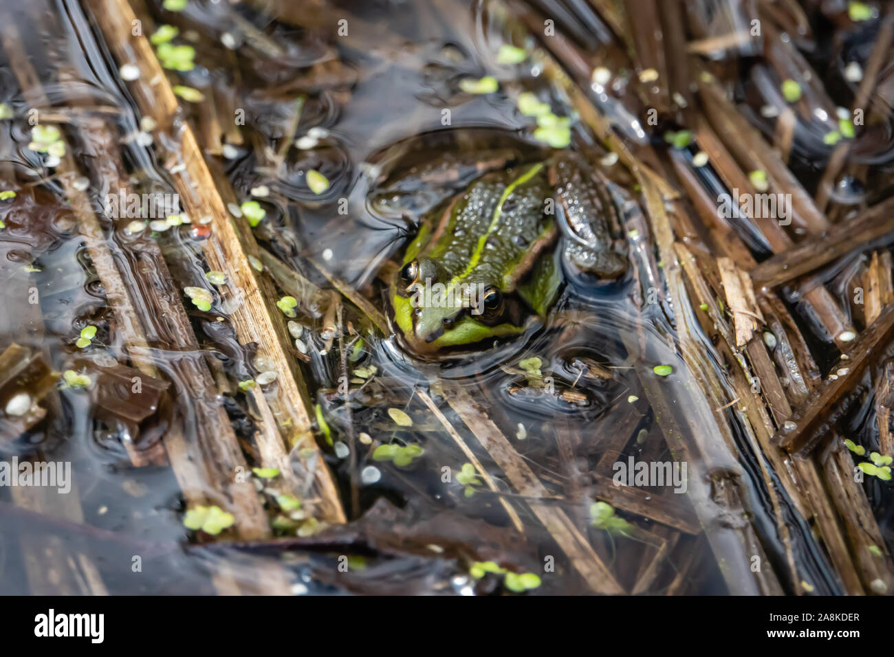 Water Frog Resting in Pond in Springtime Stock Photo - Alamy