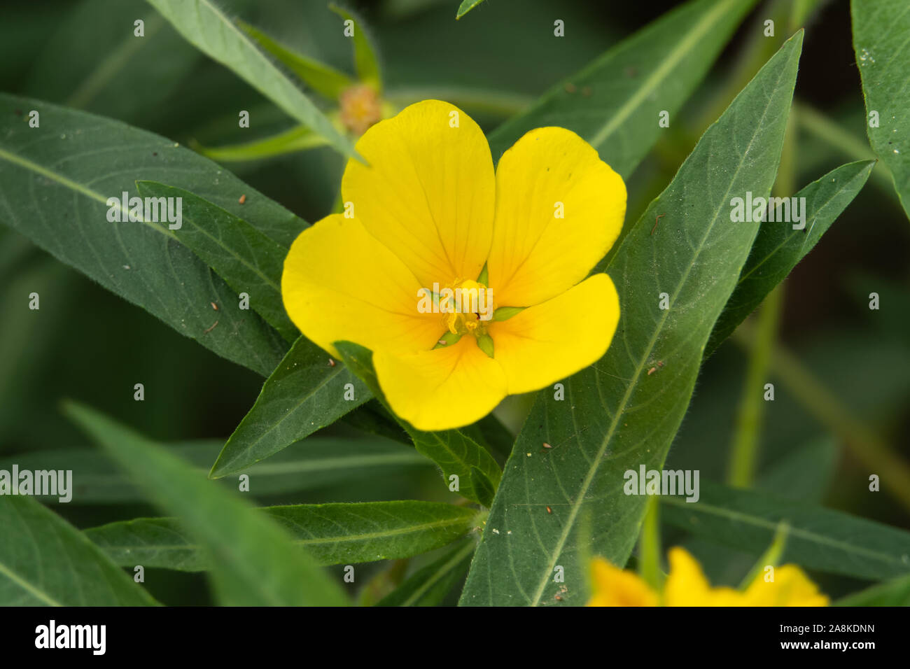 Ludwigia Primrose High Resolution Stock Photography and Images - Alamy
