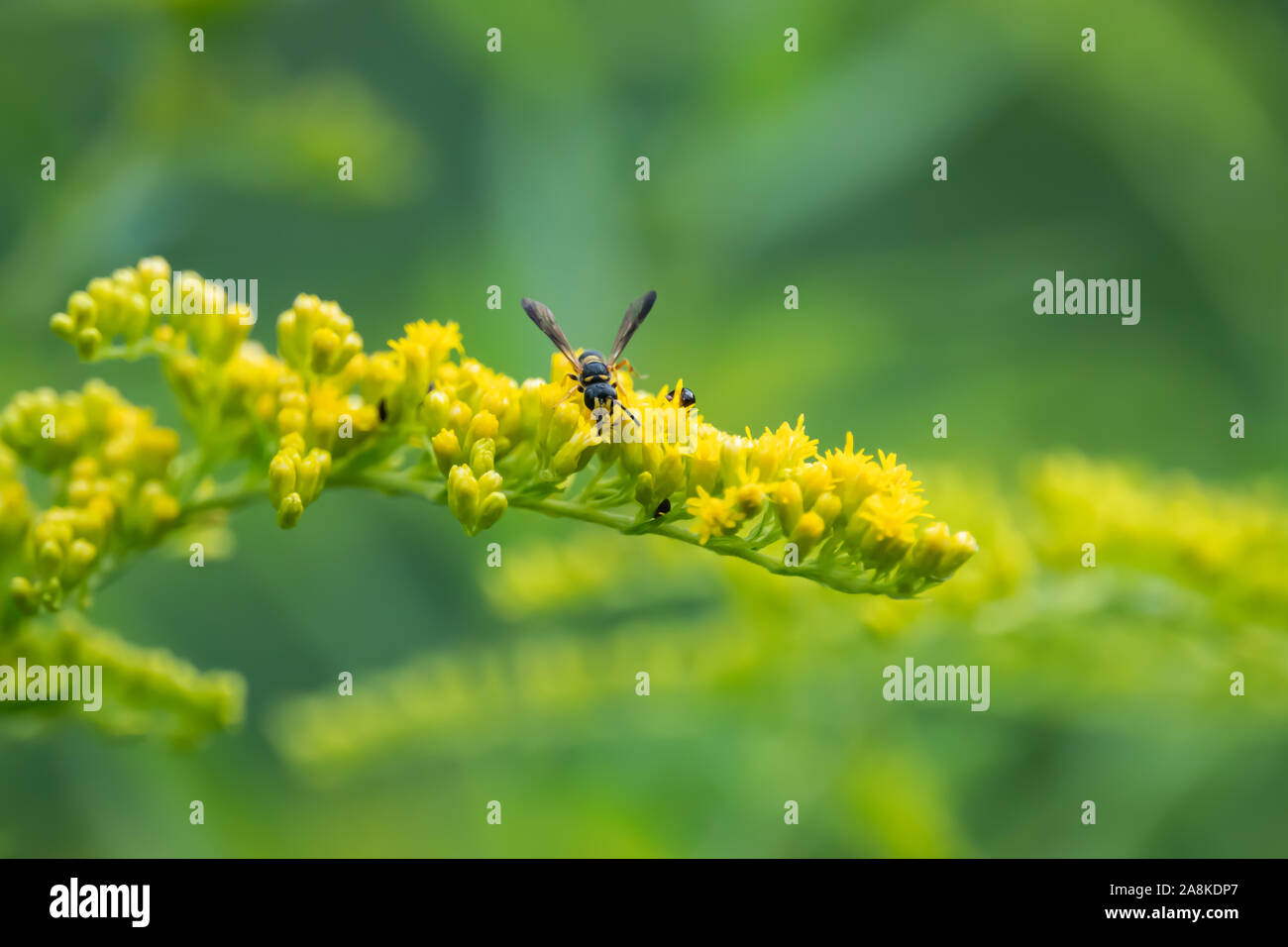 Weevil Wasp High Resolution Stock Photography and Images - Alamy