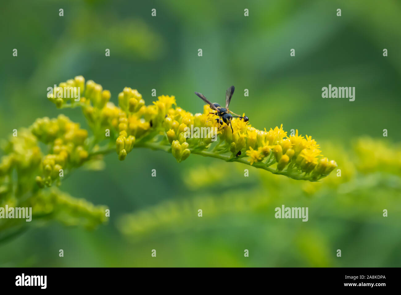 Weevil Wasp High Resolution Stock Photography and Images - Alamy