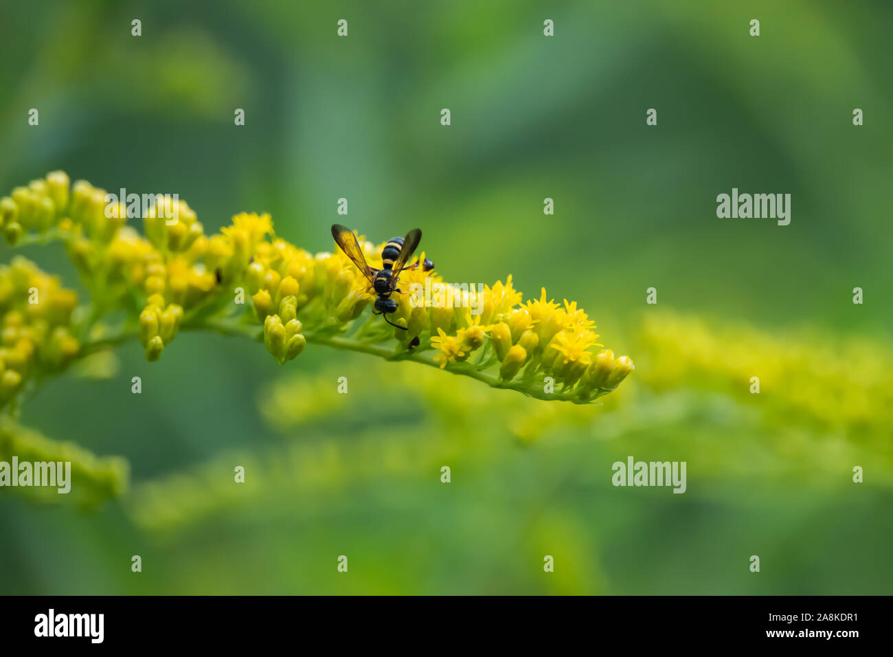 Weevil Wasp High Resolution Stock Photography and Images - Alamy