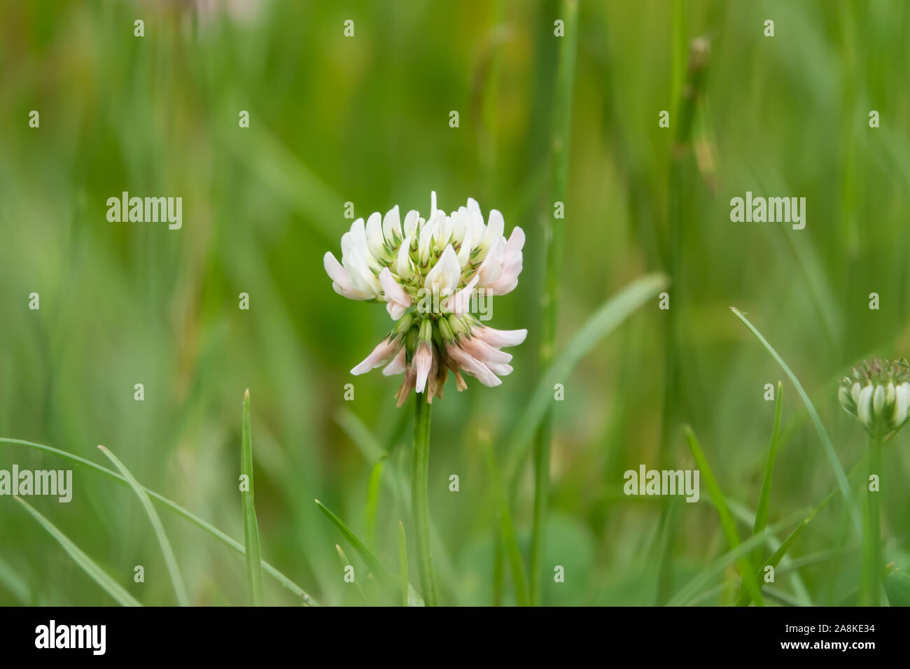 Trifolium repens pink hi-res stock photography and images - Alamy