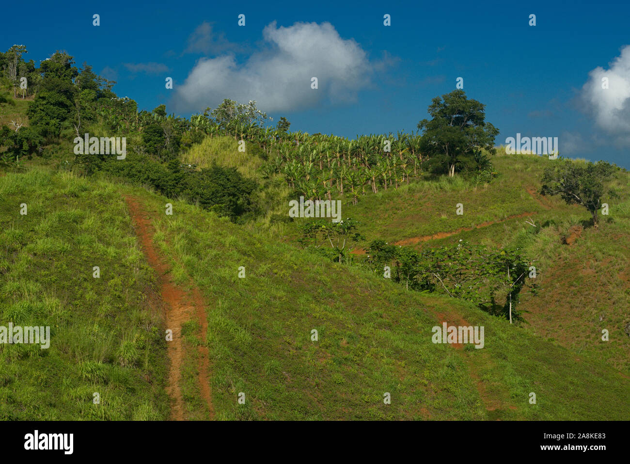Morovis (near Orocovis) , Puerto Rico, USA Stock Photo - Alamy