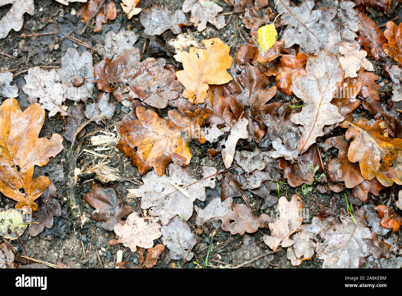 Dead dying leaves leafs hi-res stock photography and images - Alamy
