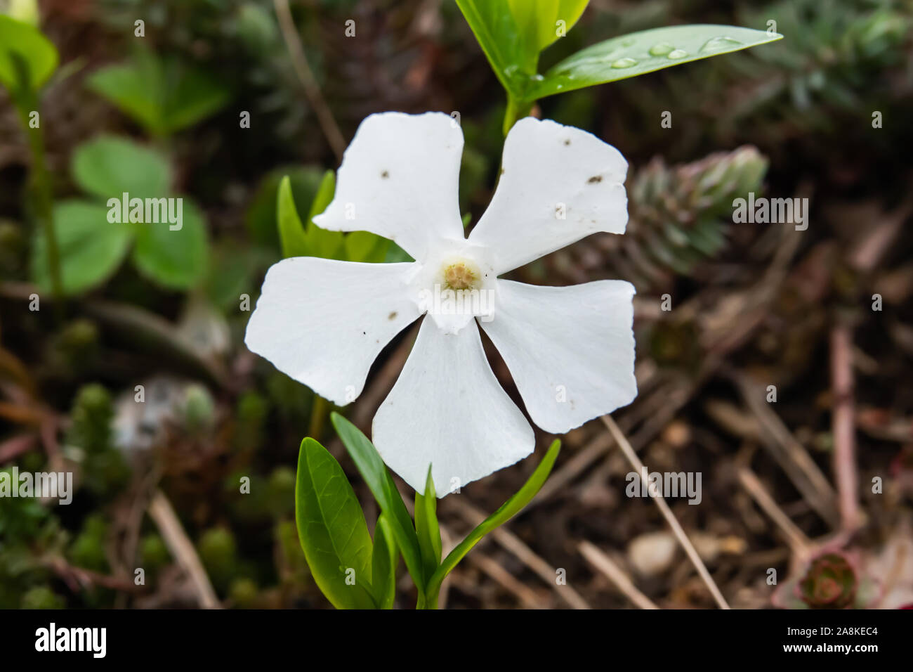 White Periwinkle Flower in Bloom in Winter Stock Photo - Alamy