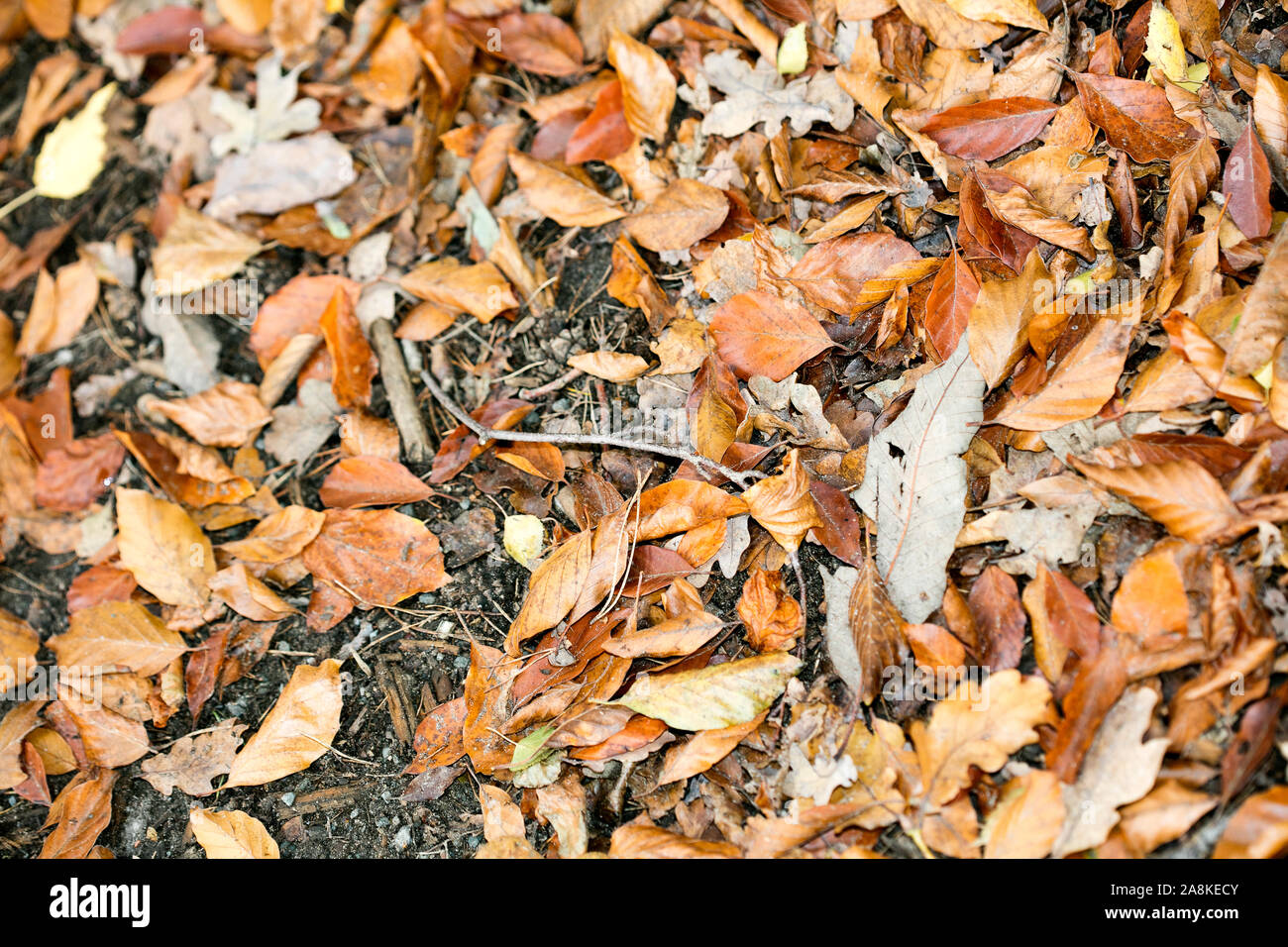 Dead dying leaves leafs hi-res stock photography and images - Alamy