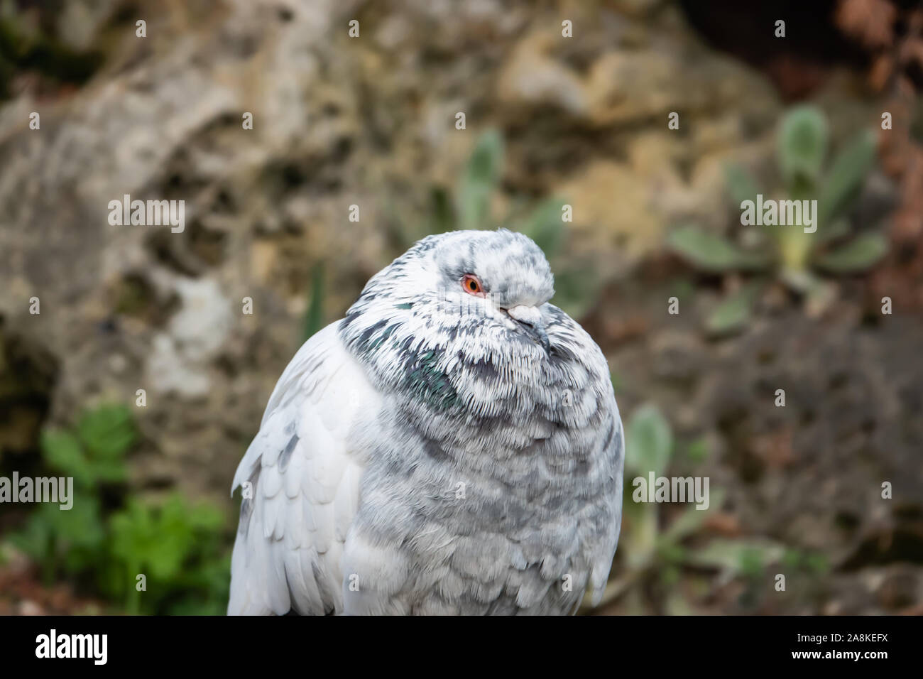 White Rock Dove in Winter Stock Photo - Alamy
