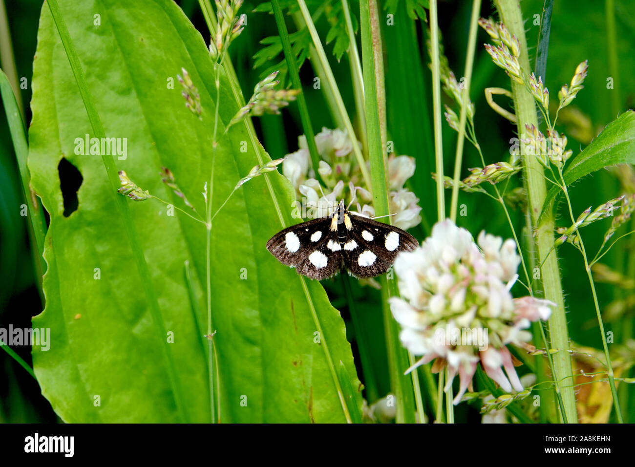 White Spotted Sable Moth on Flower Stock Photo - Alamy