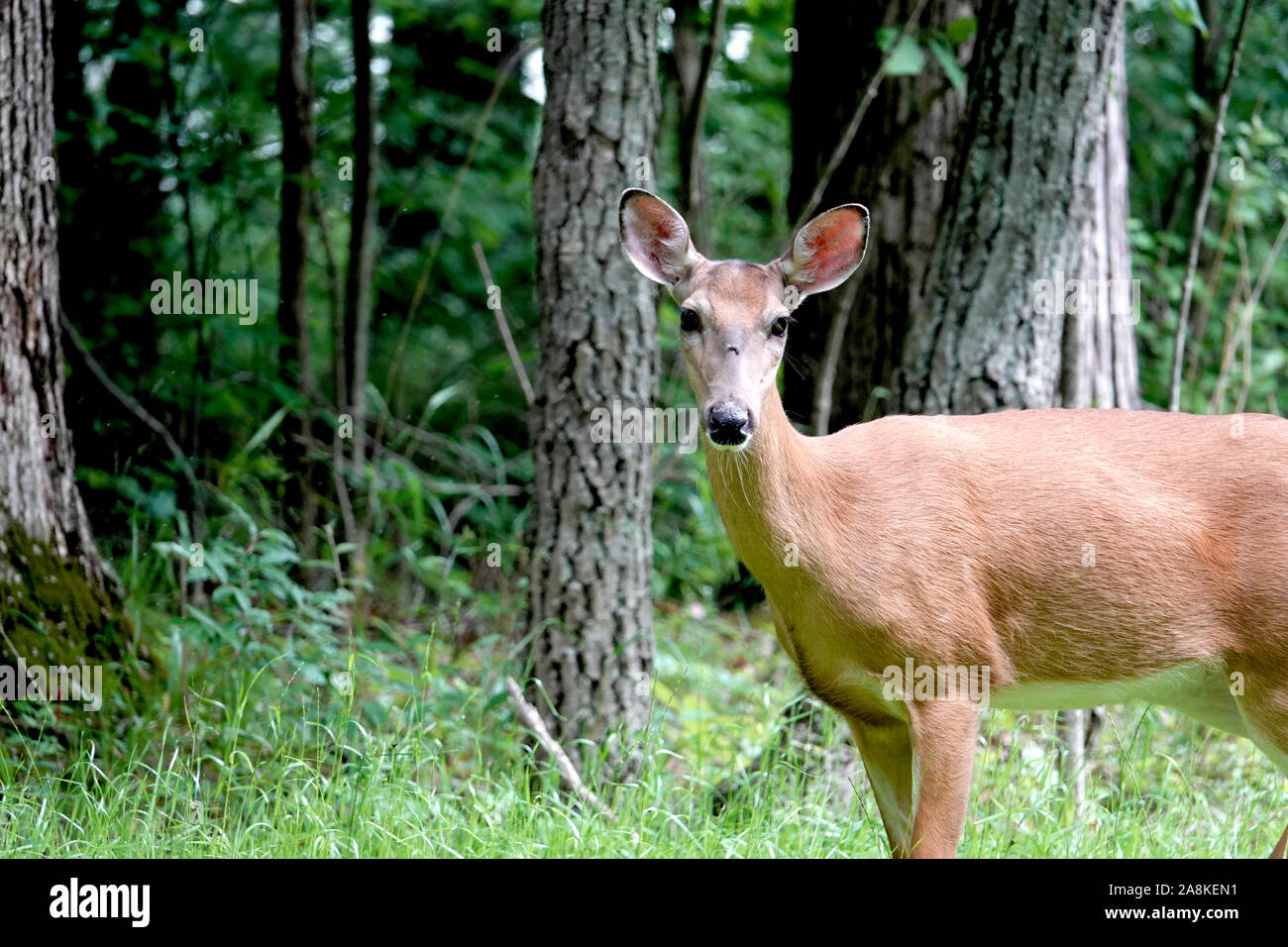 White tailed deer texture hi-res stock photography and images - Alamy