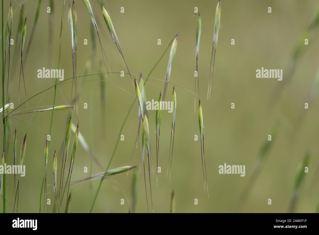 Wild Oat Inflorescence in Springtime Stock Photo - Alamy
