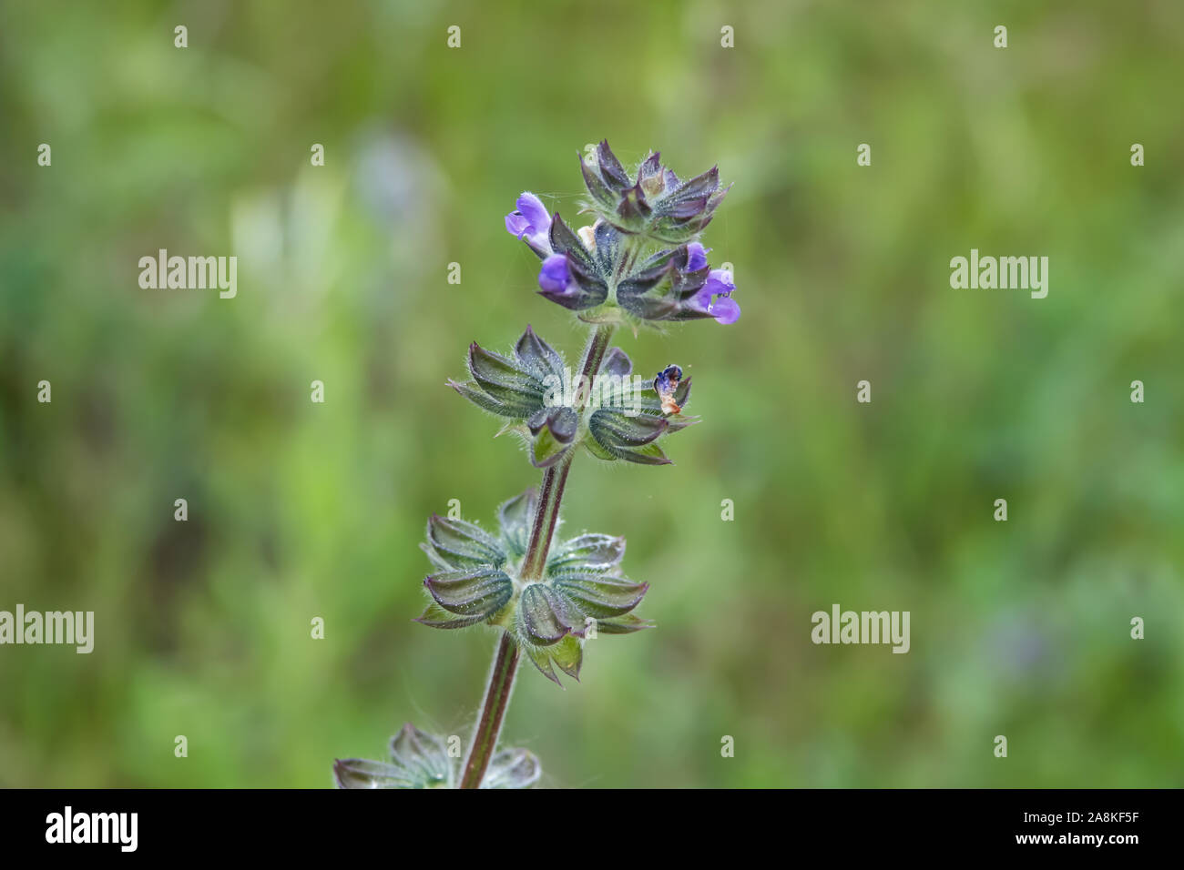 Sage herb flowers hi-res stock photography and images - Alamy