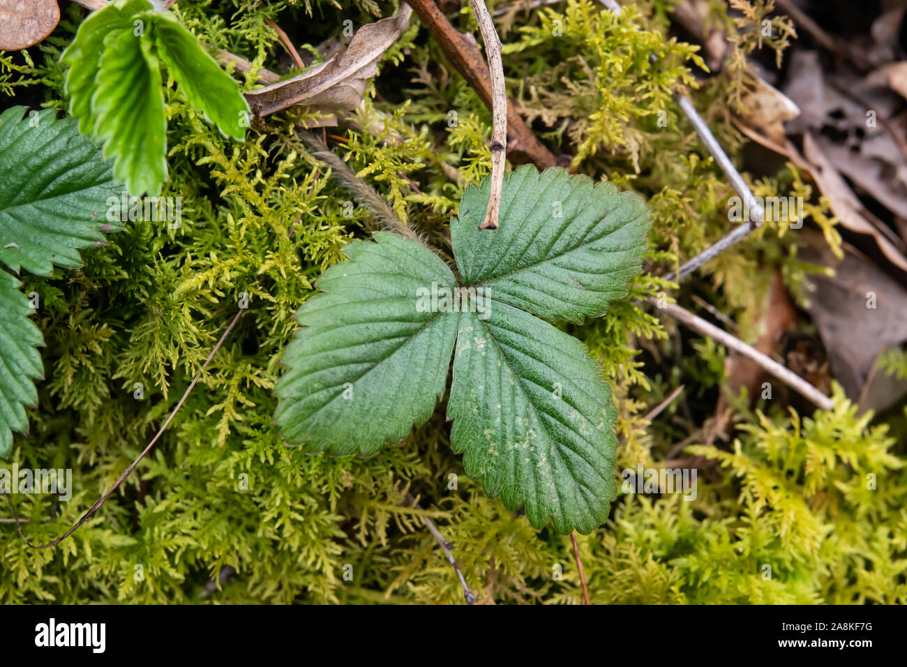 Fragaria vesca strawberry leaves herb hi-res stock photography and ...