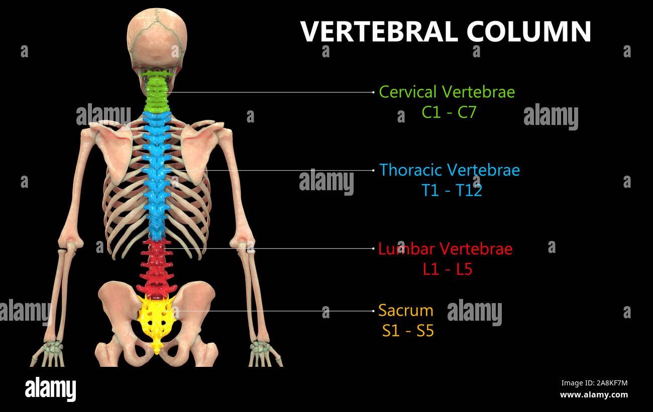 Vertebral Column of Human Skeleton System Anatomy Stock Photo - Alamy