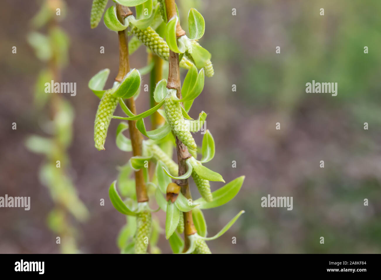 Sprouting willow tree green hi-res stock photography and images - Alamy