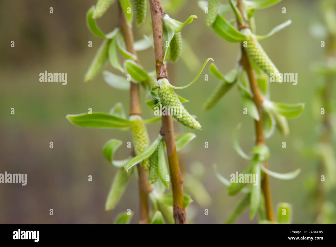Sprouting willow tree green hi-res stock photography and images - Alamy