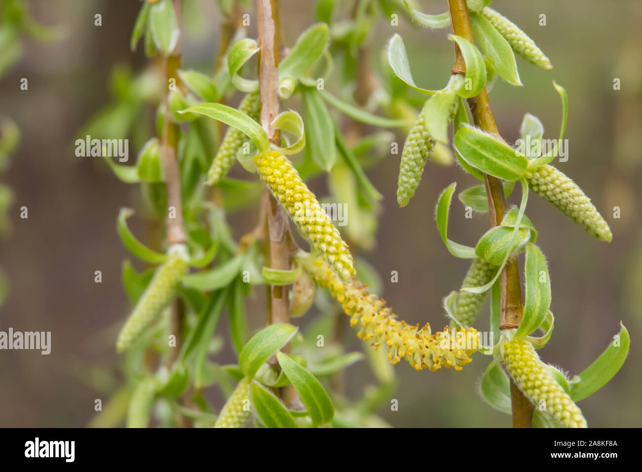 Sprouting willow tree green hi-res stock photography and images - Alamy